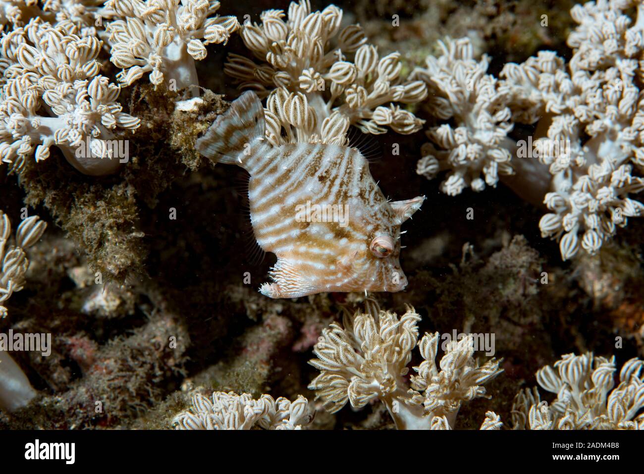 Coral filefish hi-res stock photography and images - Alamy