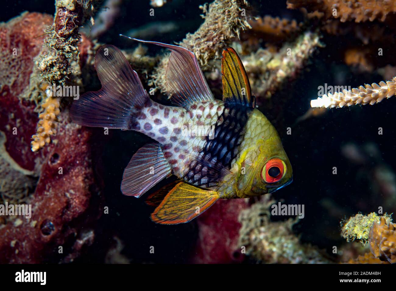 Pajama Cardinalfish Sphaeramia nematoptera Stock Photo - Alamy