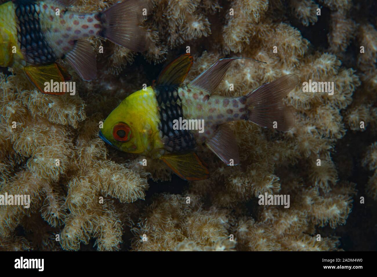 Pajama Cardinalfish Sphaeramia nematoptera Stock Photo - Alamy