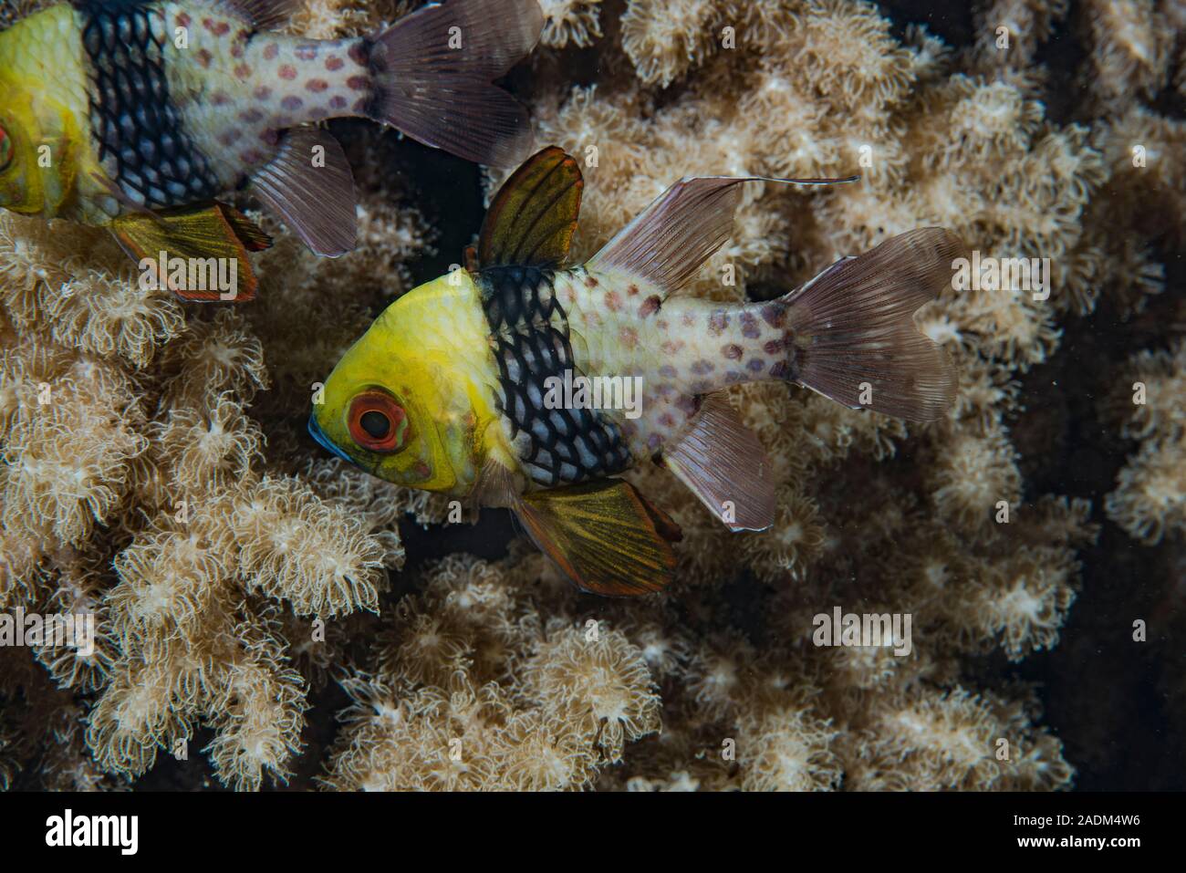 Pajama Cardinalfish Sphaeramia nematoptera Stock Photo - Alamy