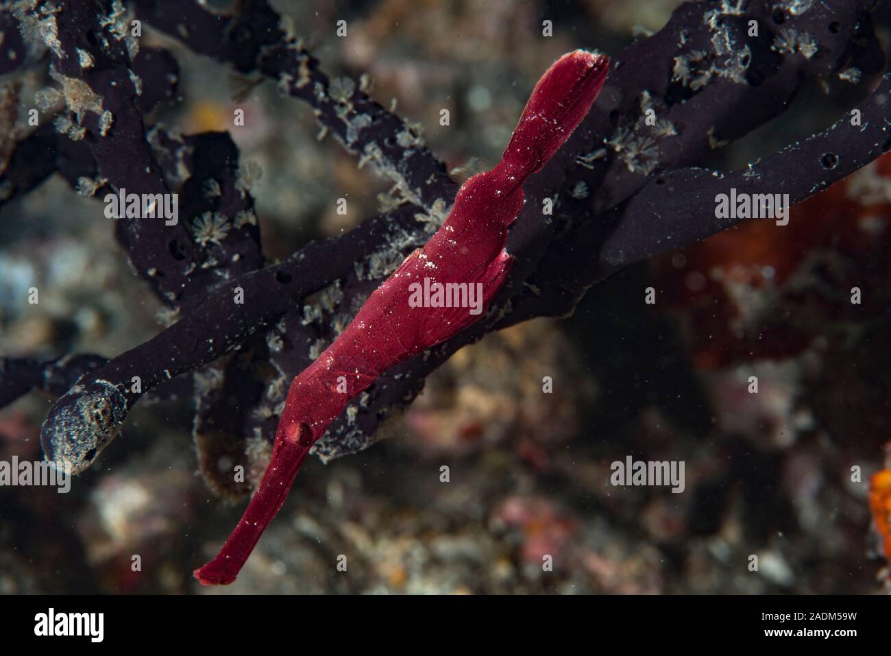 Seahorse anatomy hi-res stock photography and images - Alamy