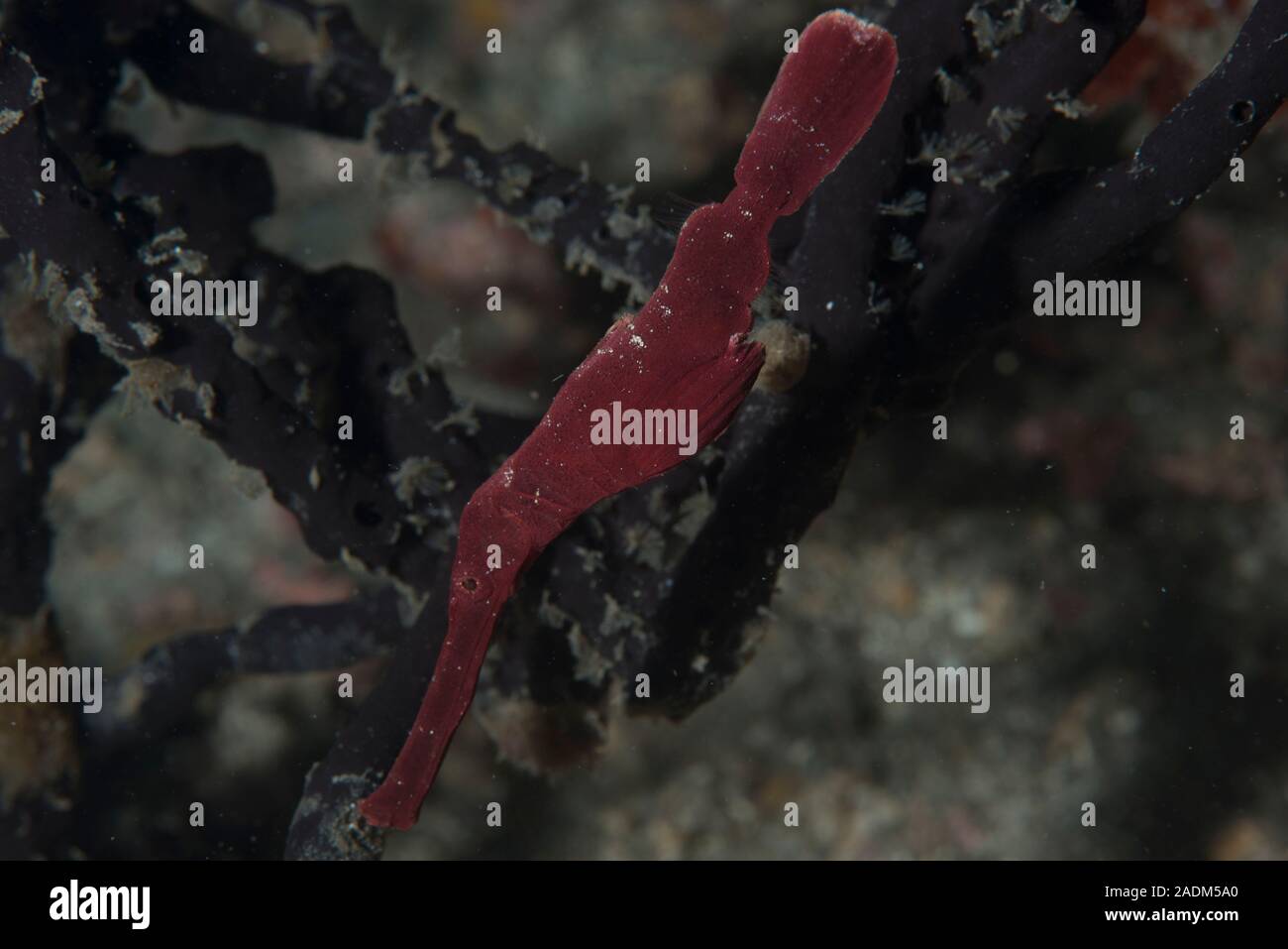 Velvet Ghost Pipefish Stock Photo - Alamy