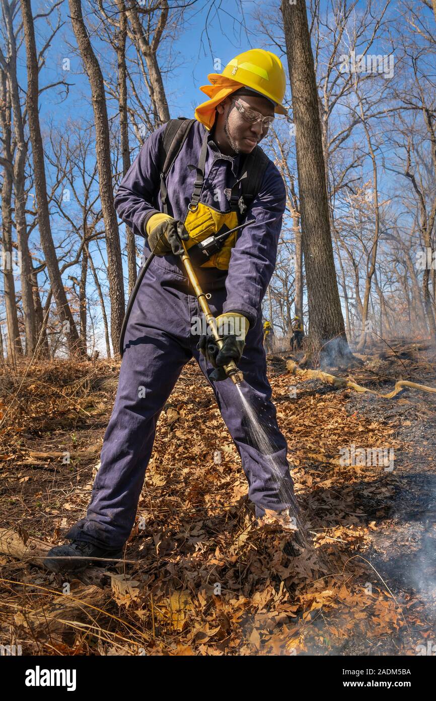 A handsome African American restoration worker on a prescribed fire ...