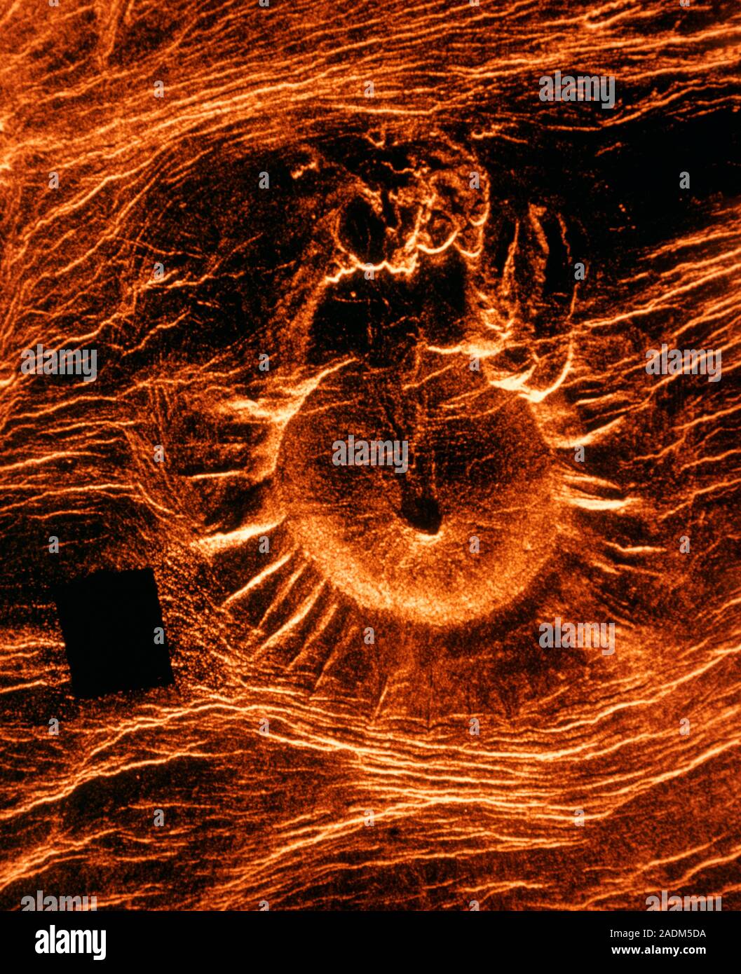False-colour image of the volcanic edifice on the surface of Venus ...