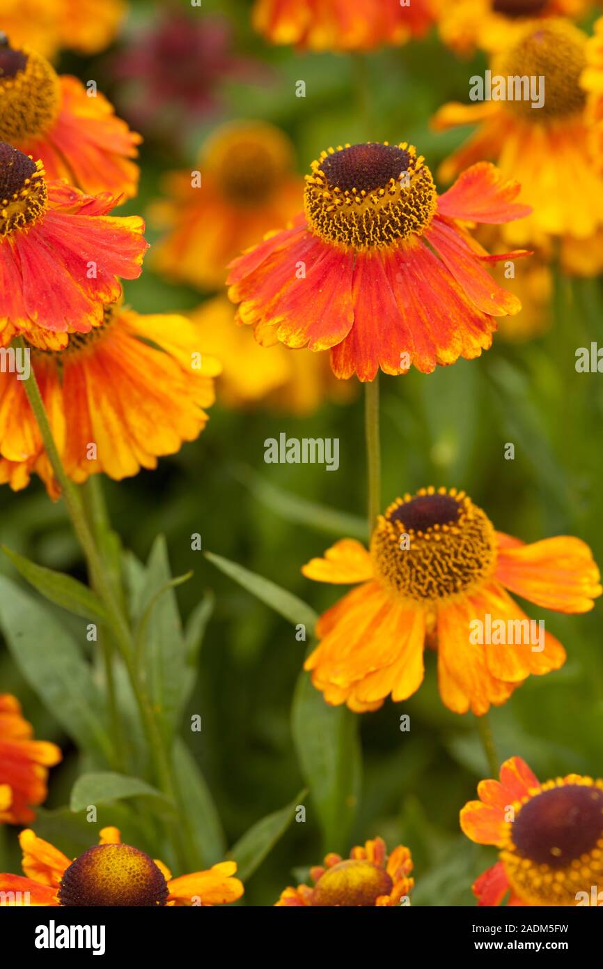 Helenium sahin's early flowerer hi-res stock photography and images - Alamy