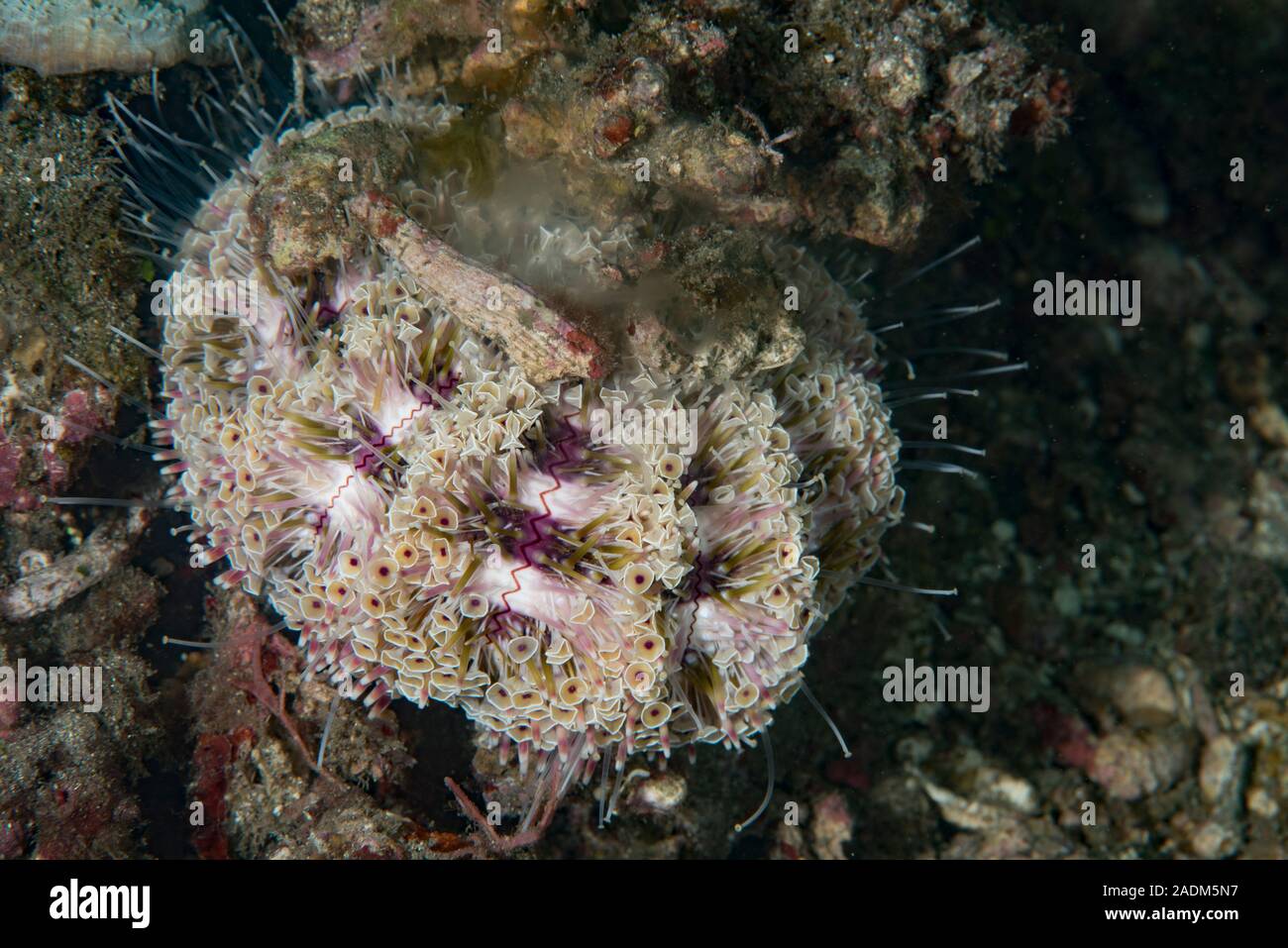 Sea Urchin,Flower Urchin Toxopneustes pileolus Stock Photo - Alamy