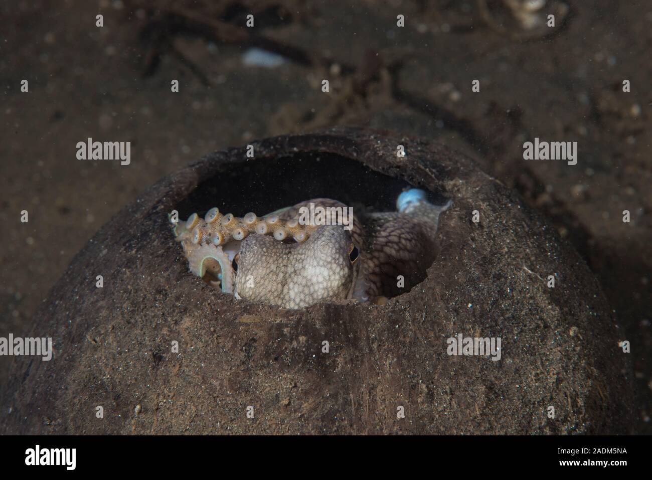 Coconut Octopus Amphioctopus marginatus Stock Photo - Alamy