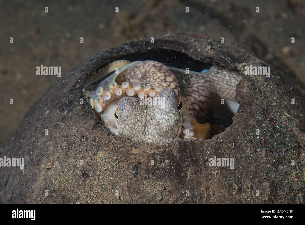 Coconut Octopus Amphioctopus marginatus Stock Photo - Alamy