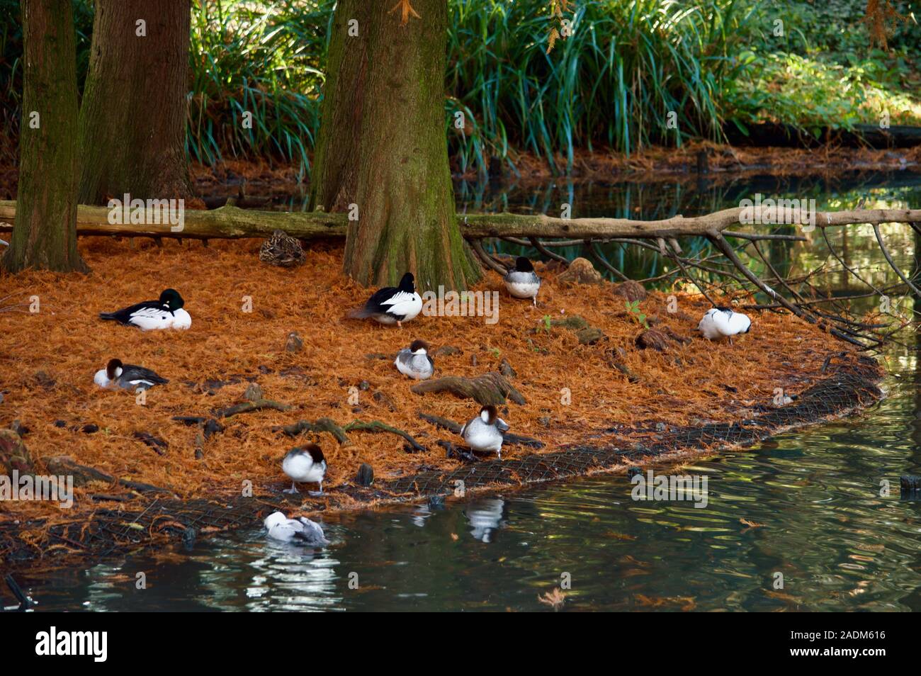 A flock of common goldeneye ducks nesting at the London Wetland Centre ...