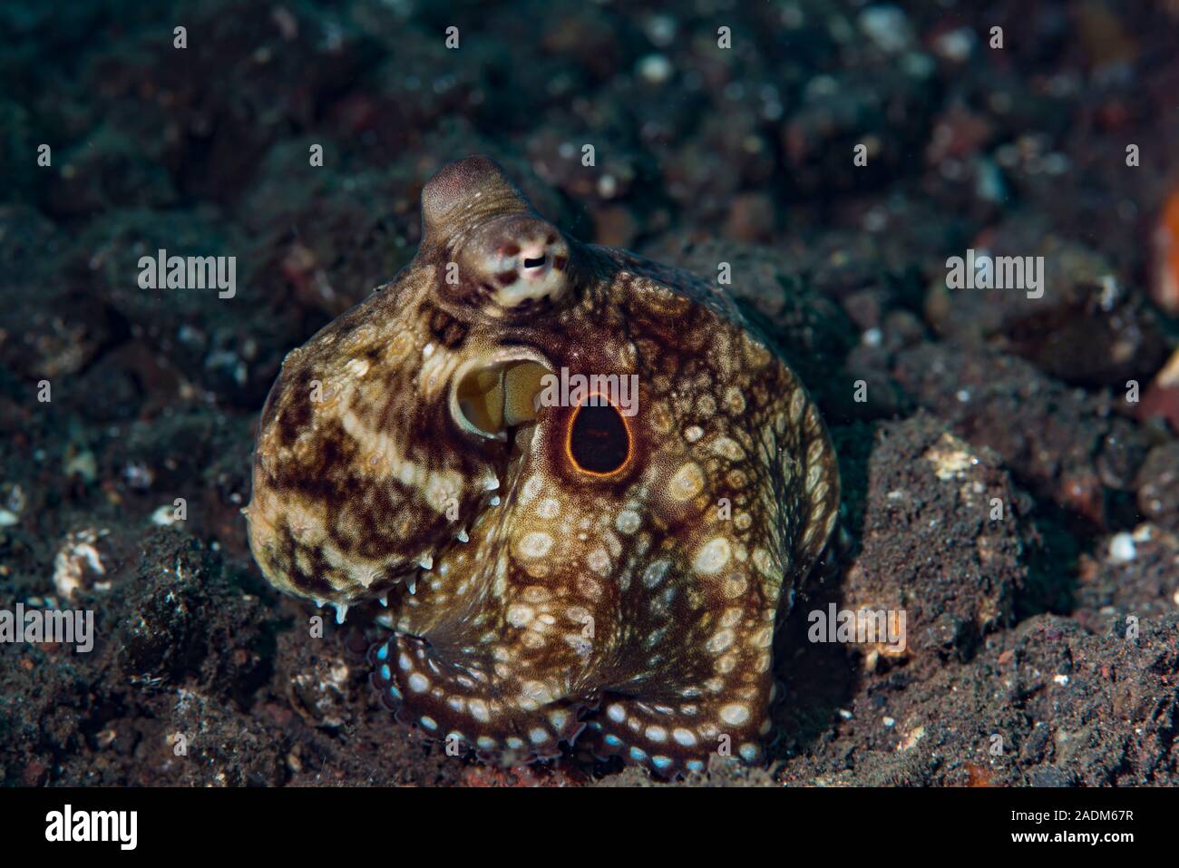 Ocean octopus hi-res stock photography and images - Alamy