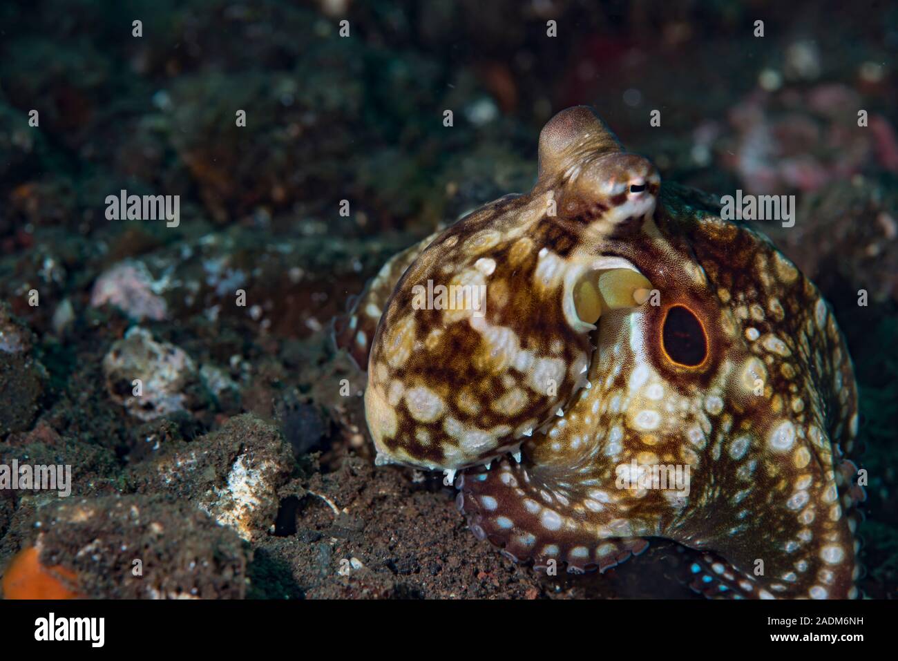 Mototi Octopus with a single red ring Stock Photo - Alamy
