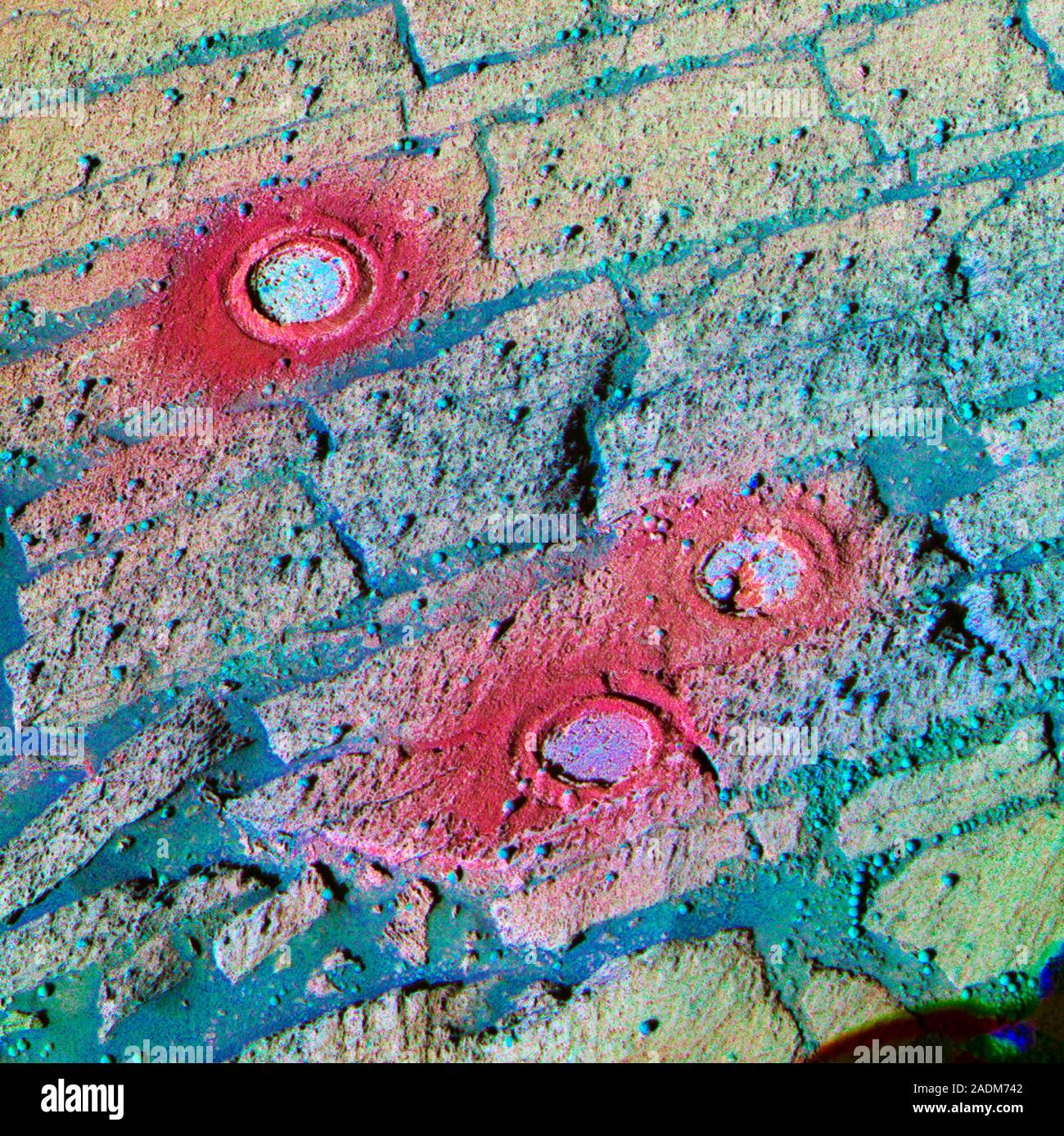Abrasion marks on Martian rock. False-colour image taken by NASA's Mars ...