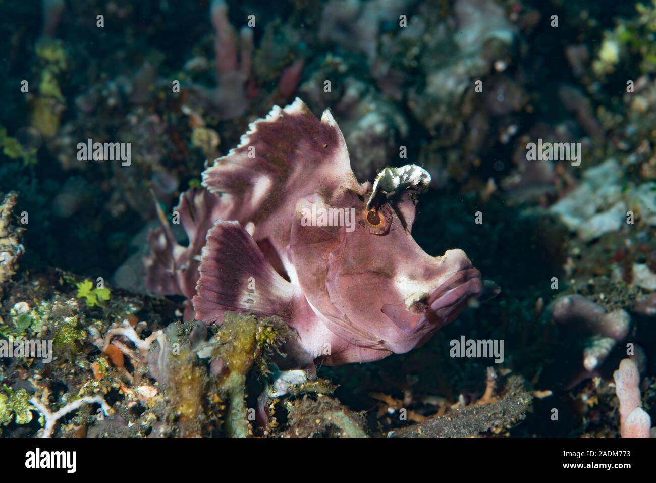 Paddle Flap Scorpionfish Rhinopias eschmeyeri Stock Photo - Alamy