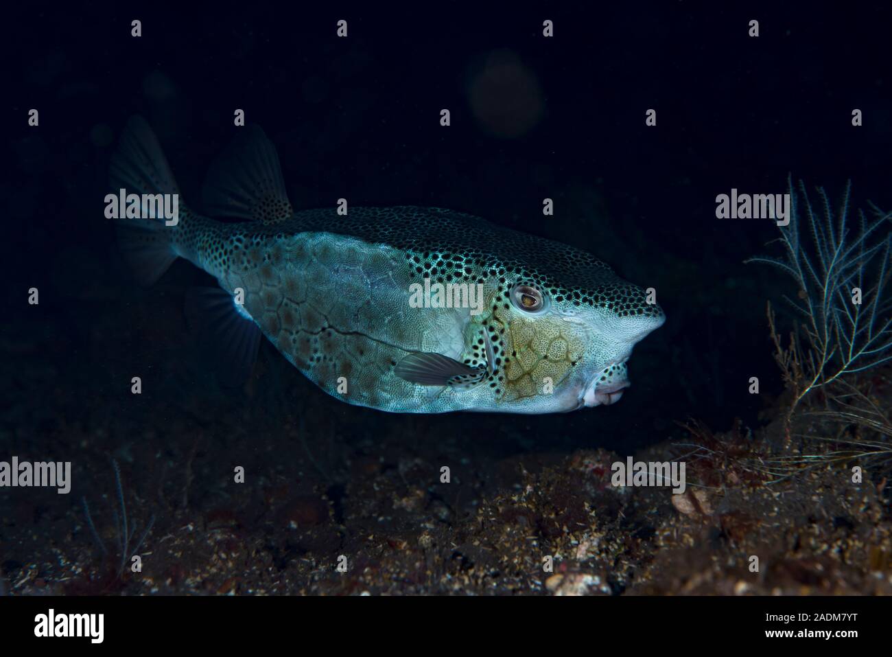 Horn-nose Boxfish Ostracion rhinorhynchos Stock Photo - Alamy