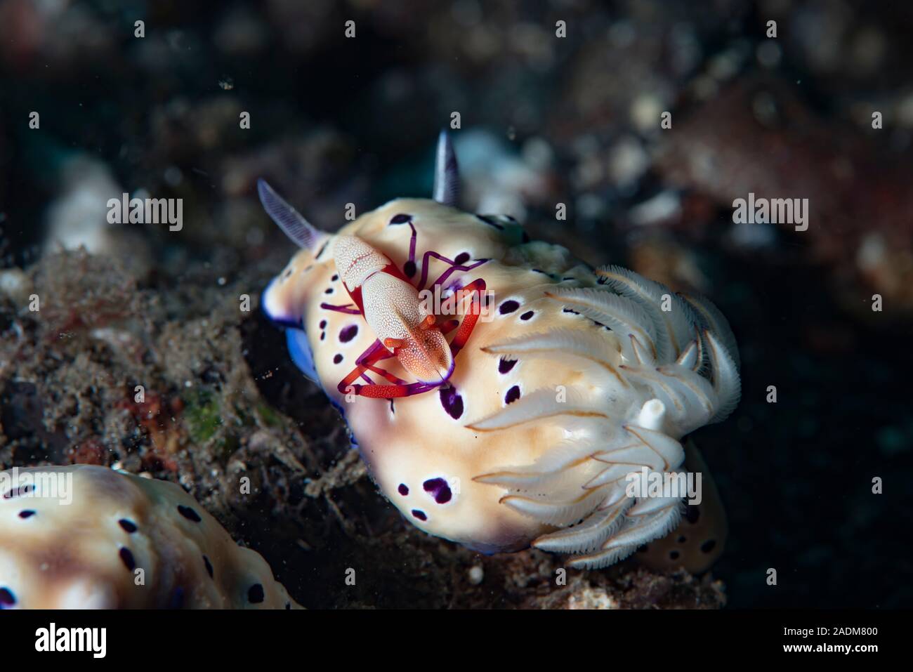 Imperator rex hi-res stock photography and images - Alamy