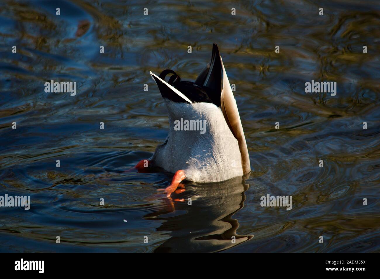 Underwater foraging bird hi-res stock photography and images - Alamy
