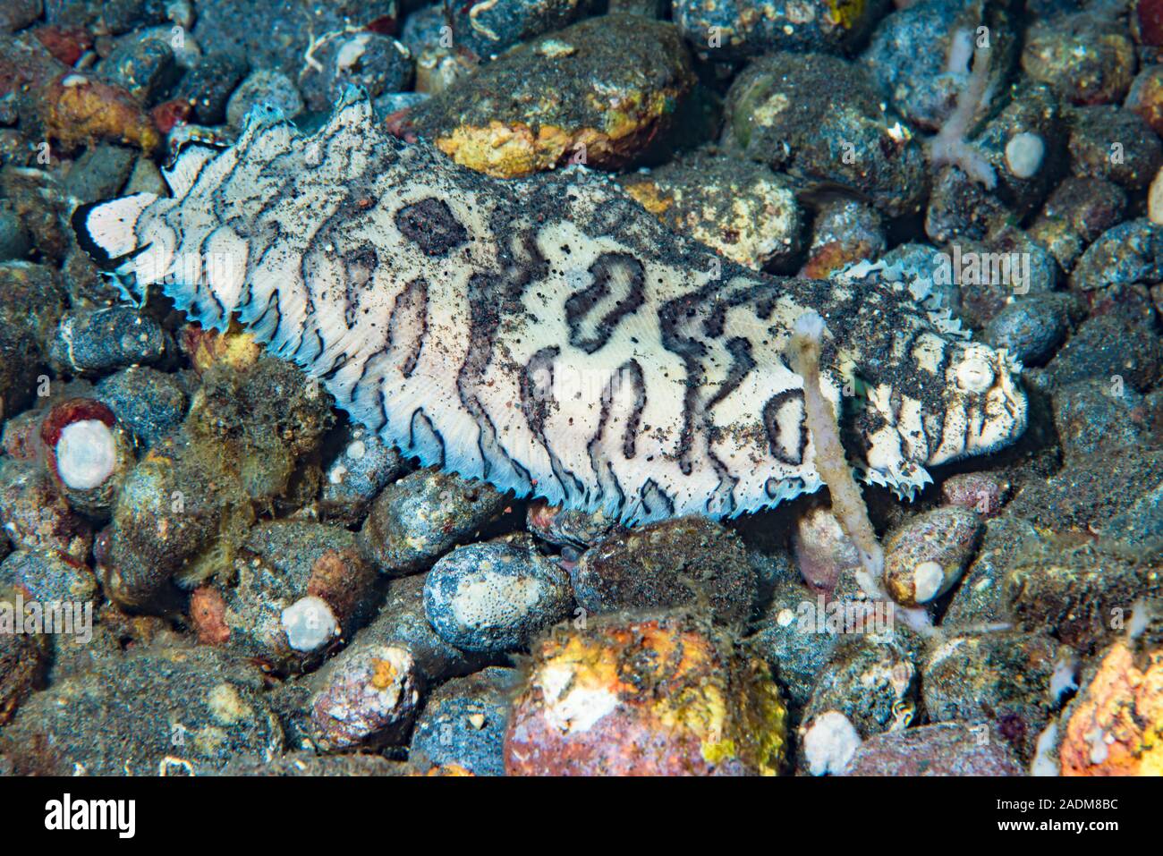 Soleichthys fish hi-res stock photography and images - Alamy