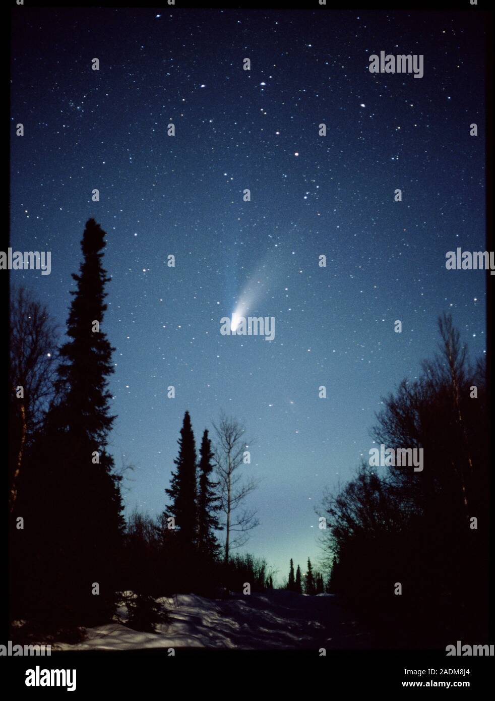 Hale-Bopp comet. Optical image of the Hale-Bopp comet seen over trees ...