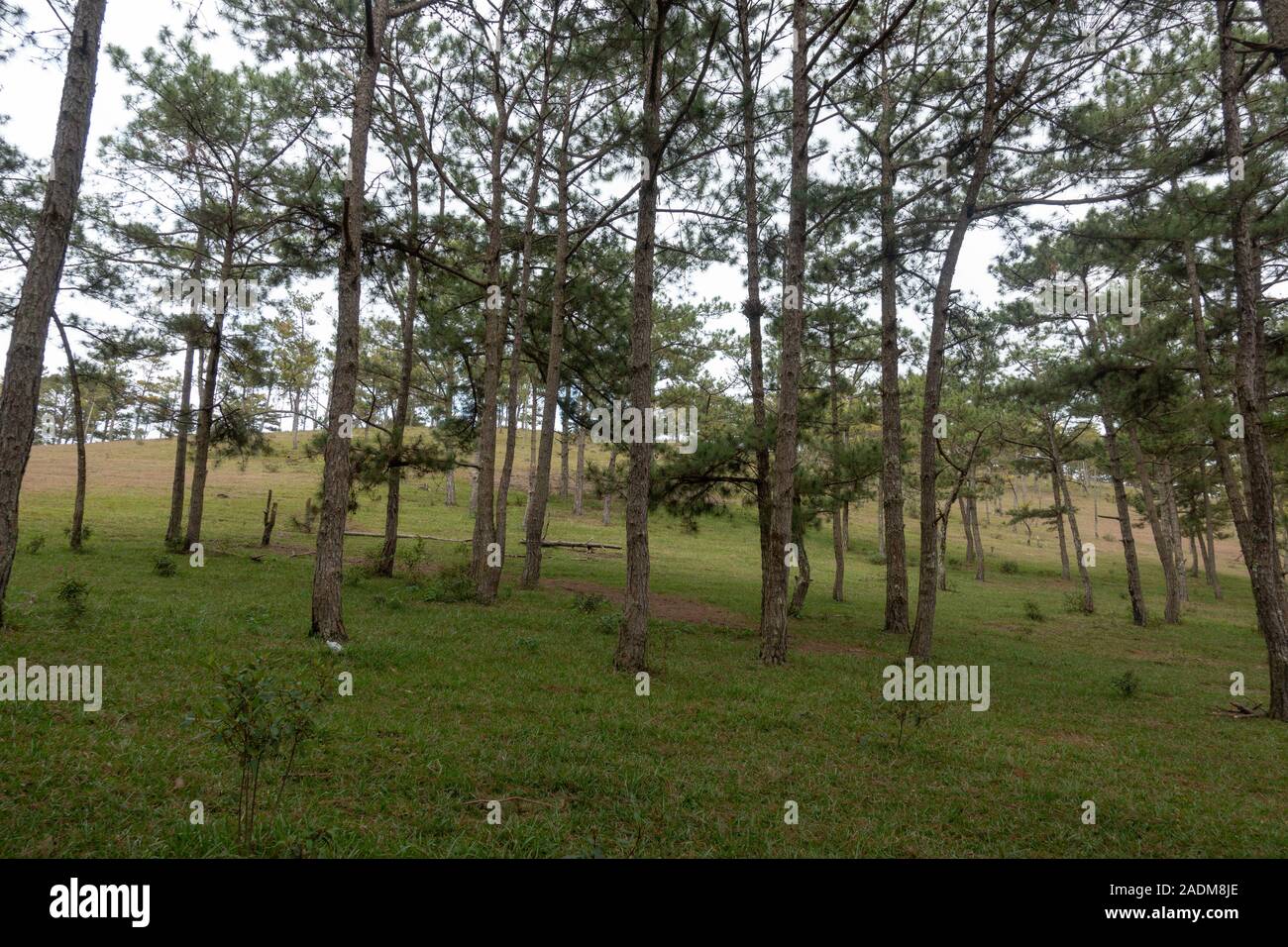 Vietnam dalat pine forest hi-res stock photography and images - Alamy