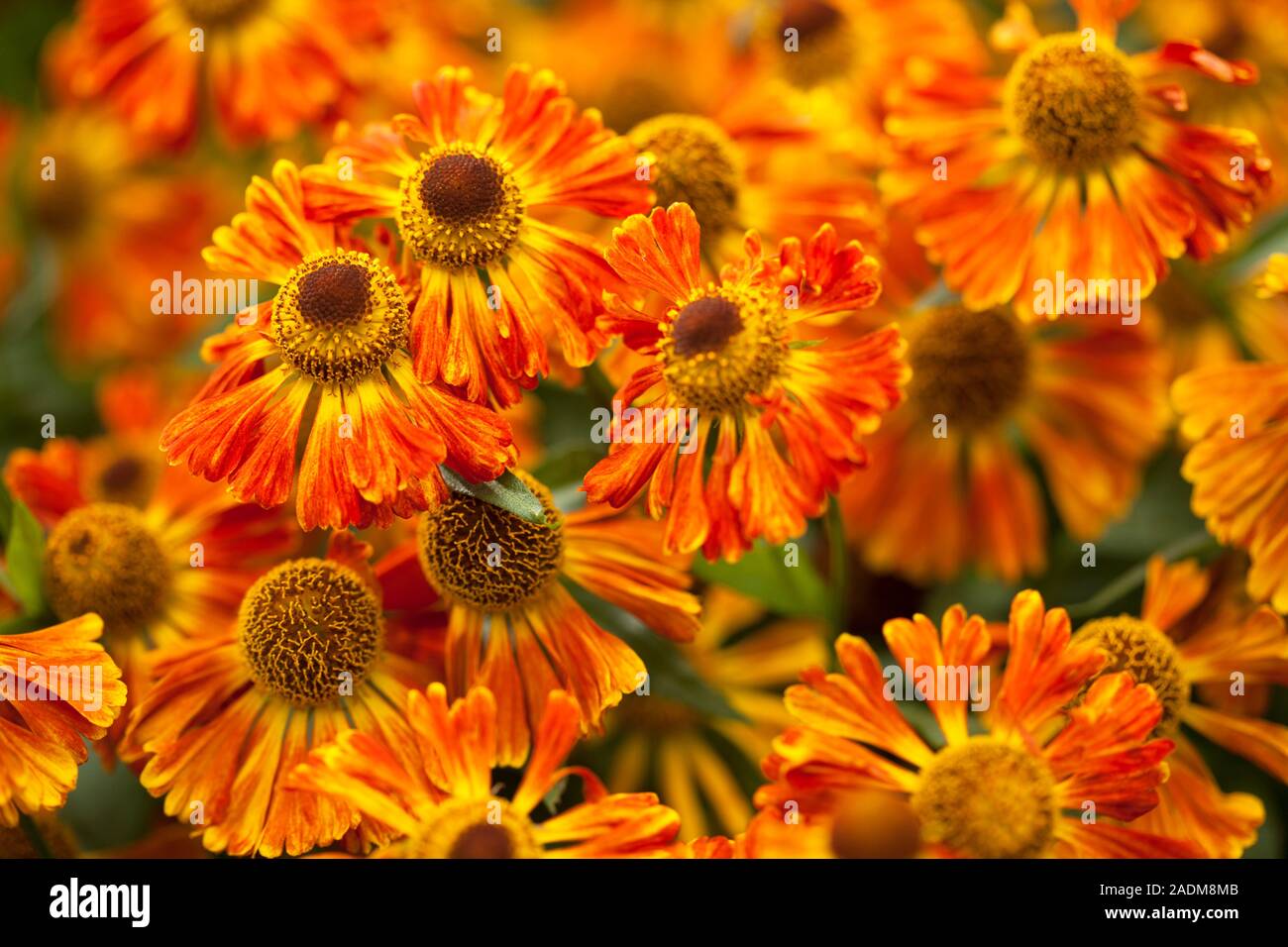 Helenium plants hi-res stock photography and images - Alamy