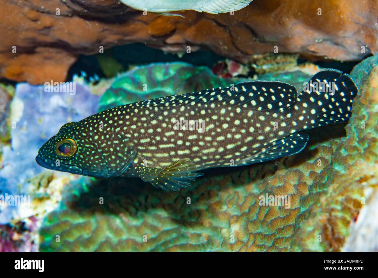 Epinephelus ongus Grouper Stock Photo - Alamy