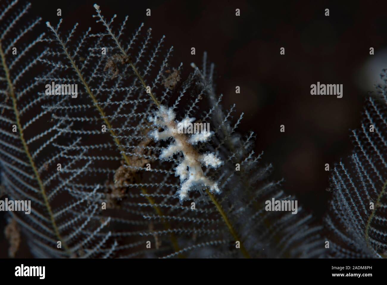 Doto sp hi-res stock photography and images - Alamy