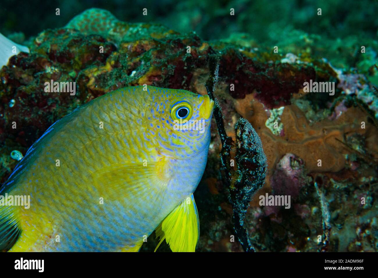 Golden Damsel Amblyglyphidodon aureus Stock Photo - Alamy