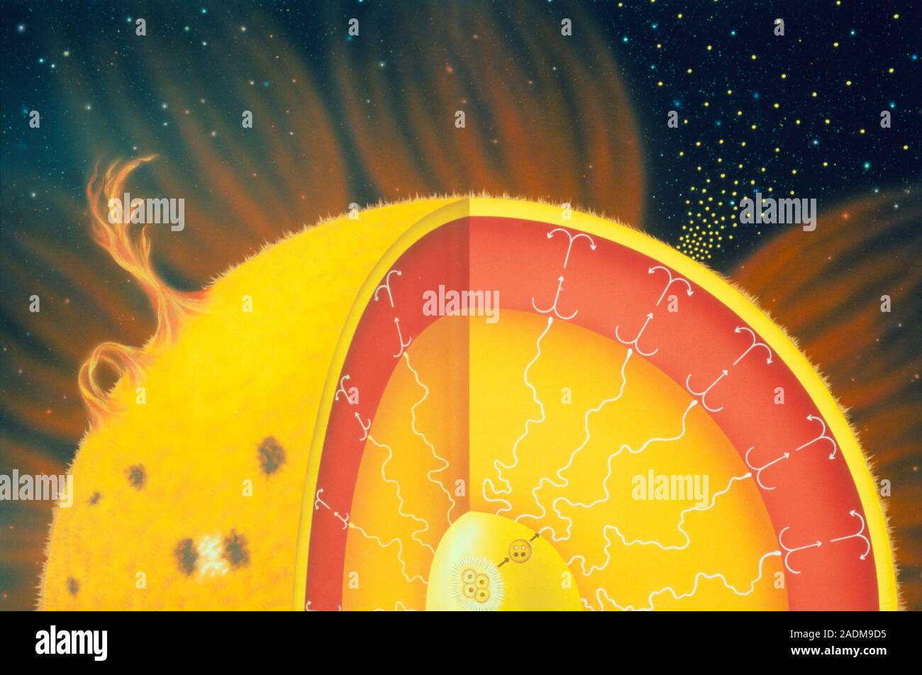 The Sun. Cutaway illustration showing the layers of the Sun. The Sun's ...