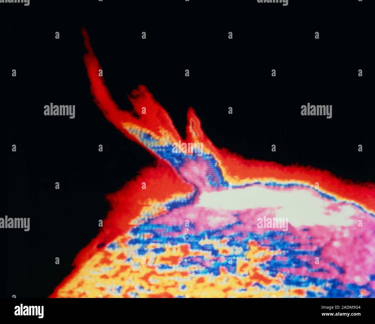Ultraviolet image of a giant eruptive solar prominence, recorded on 21 ...