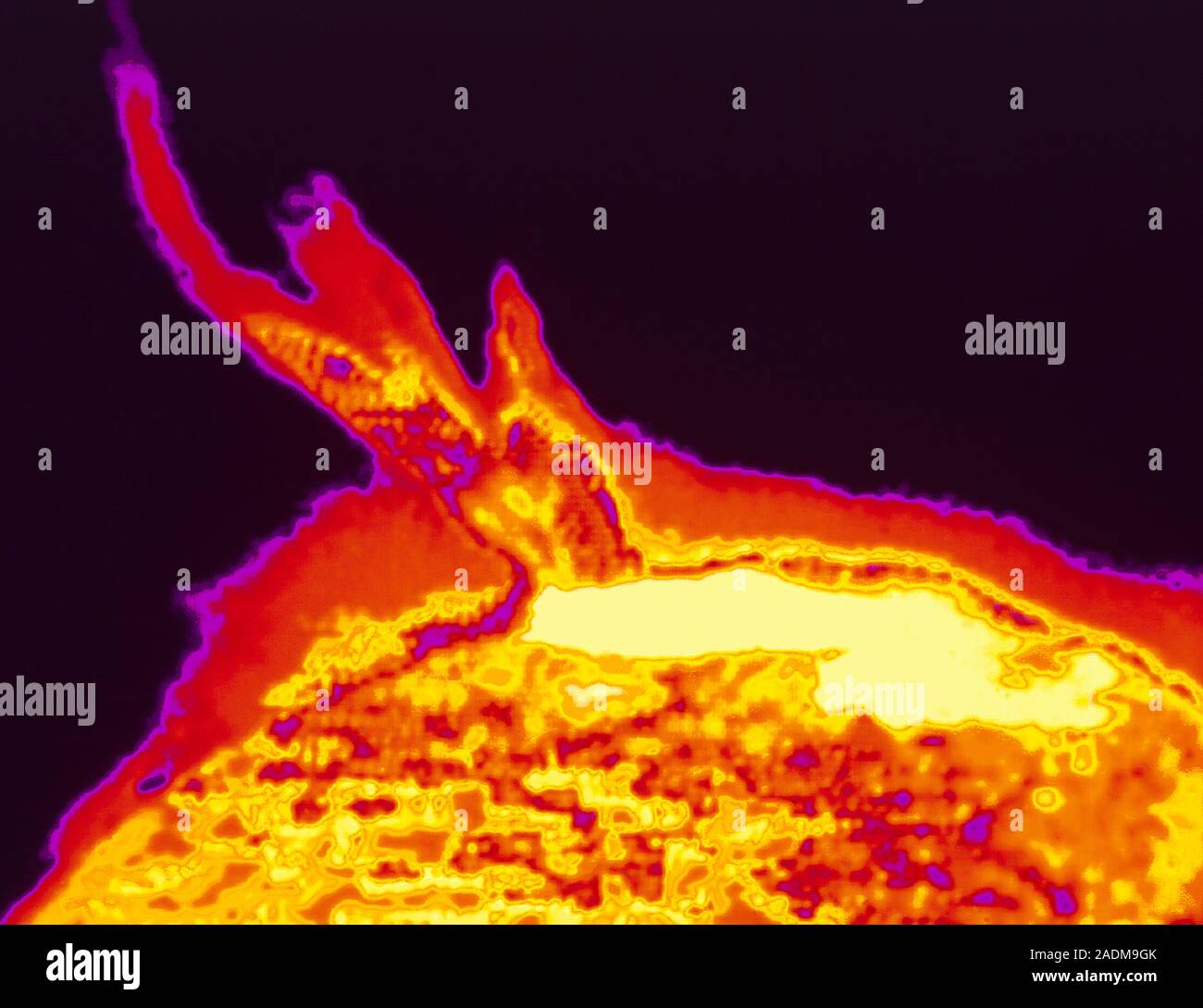 Solar prominence. Coloured ultraviolet image of a giant eruptive solar ...