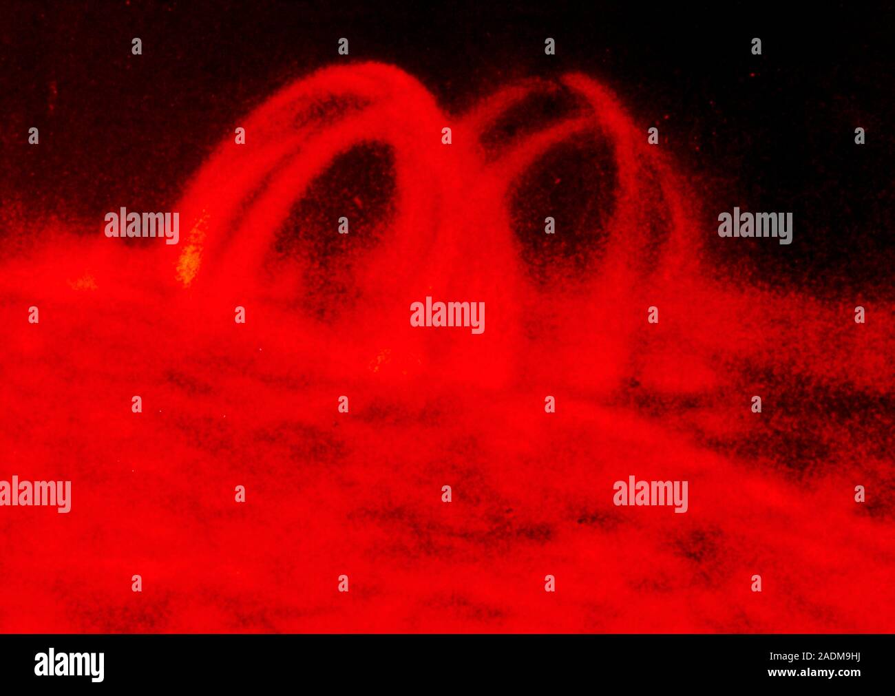 Ultraviolet image of solar loop prominences in the Sun's corona taken ...