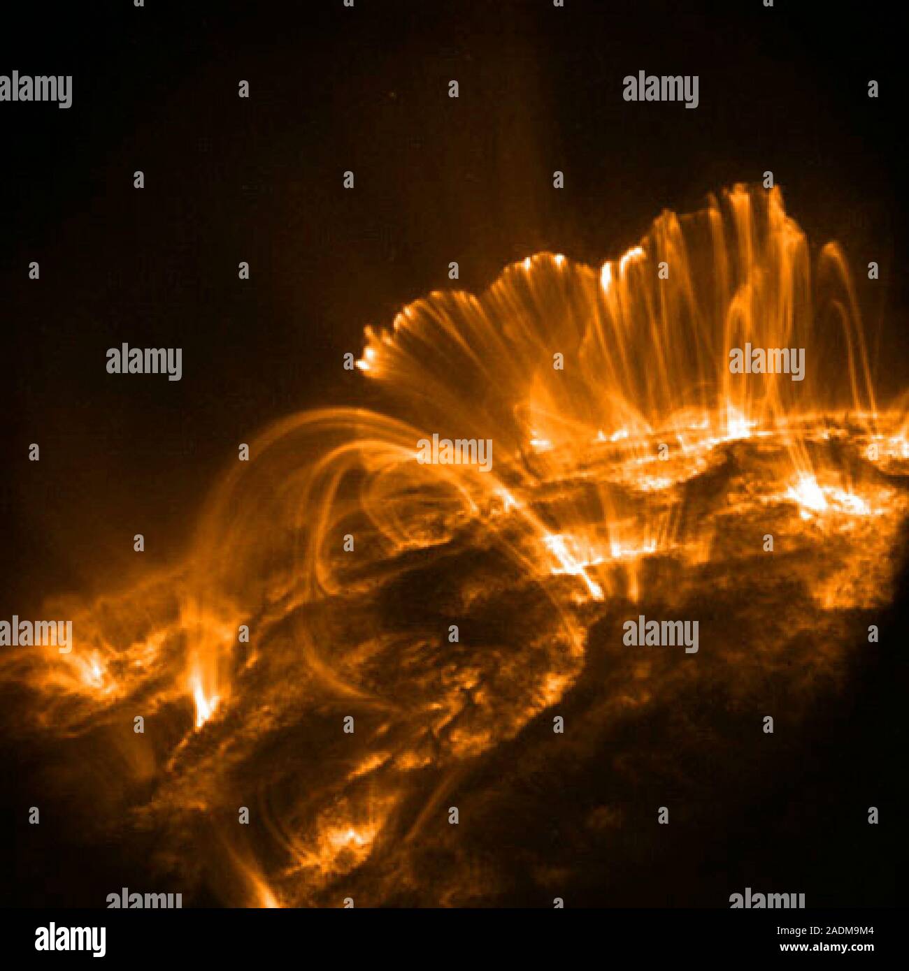 Solar coronal loops. Coloured ultraviolet TRACE image of coronal loops ...