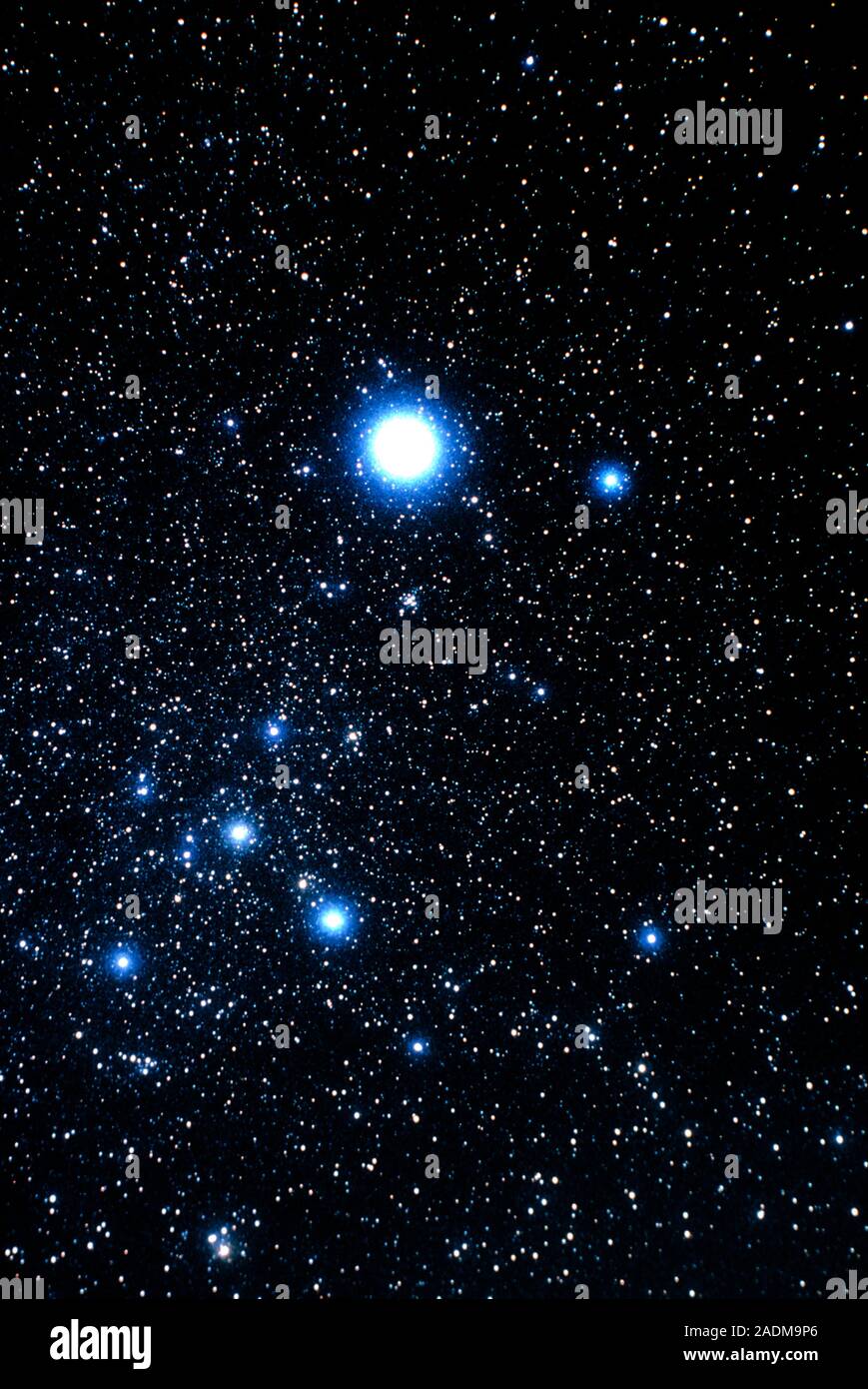 The constellation Canis Major (Great Dog). The main star seen here is ...