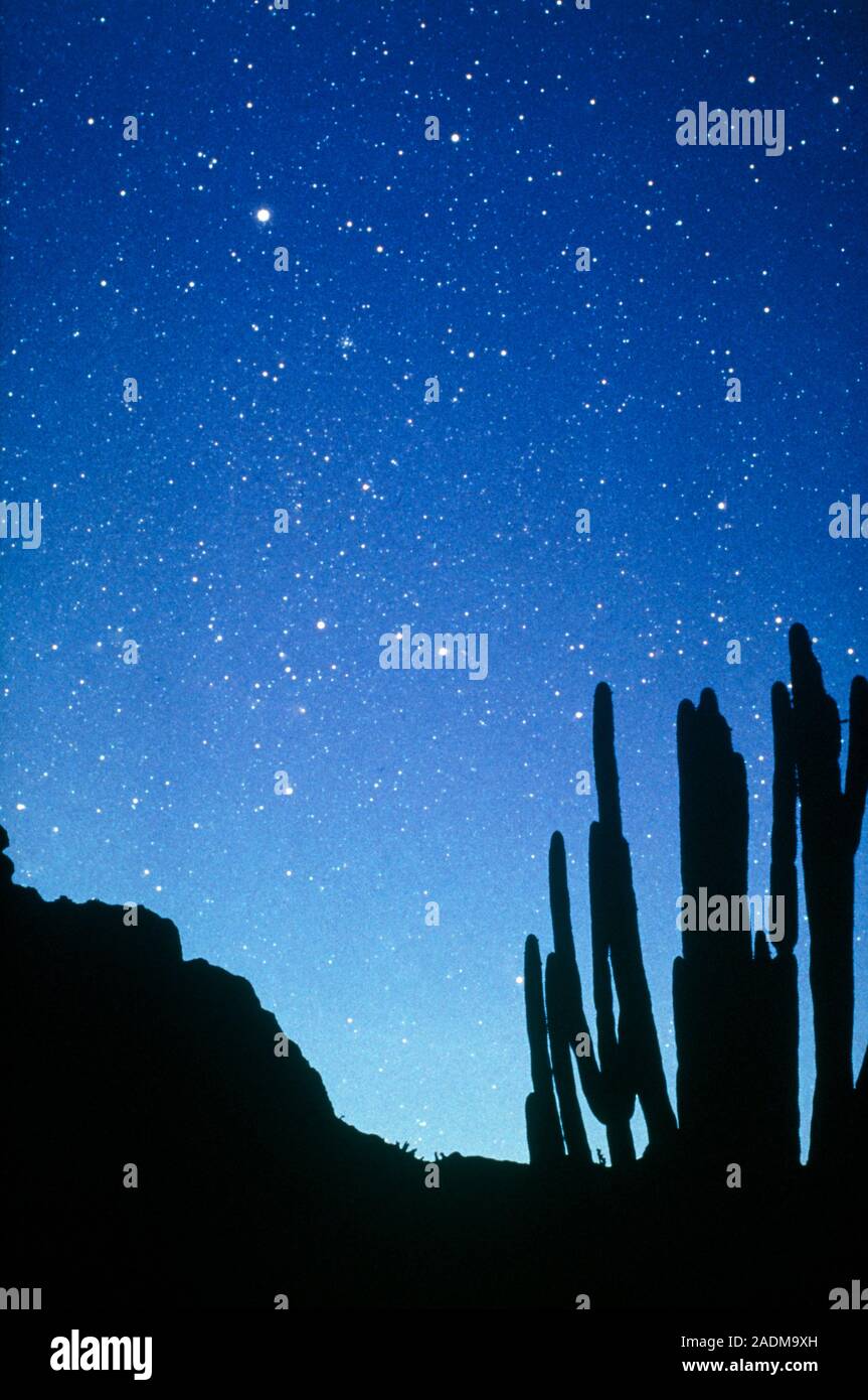 Canis Major constellation. Optical image of the constellation Canis ...