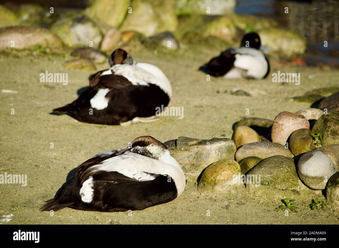 Eider ducks nesting at the London Wetland Centre in London, UK Stock ...