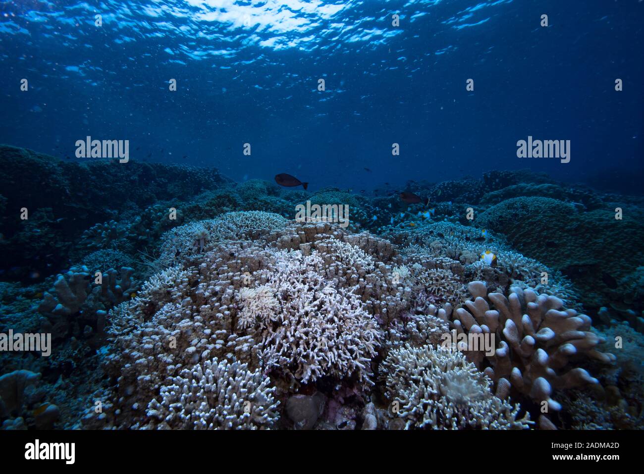 Underwater Landscape Tropical Coral Reef Indonesia Stock Photo - Alamy
