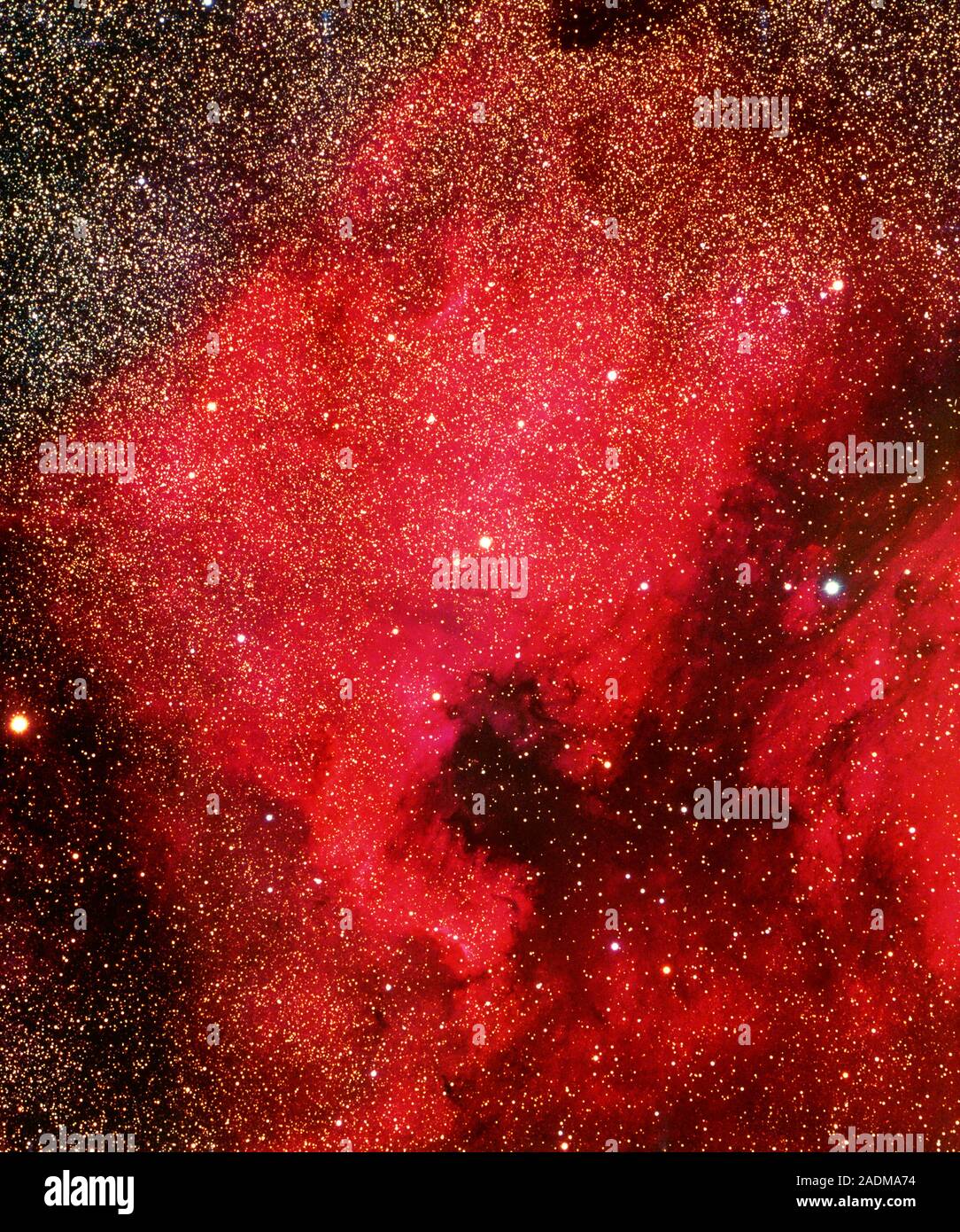 North America nebula. Optical image of the North America nebula (NGC 7000, centre). This large ...