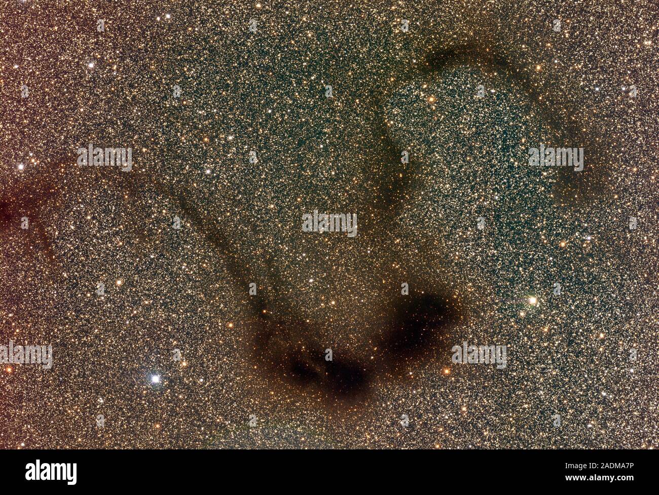 Dark nebula. Optical image of Barnard 72, a dark nebula of dense dust ...