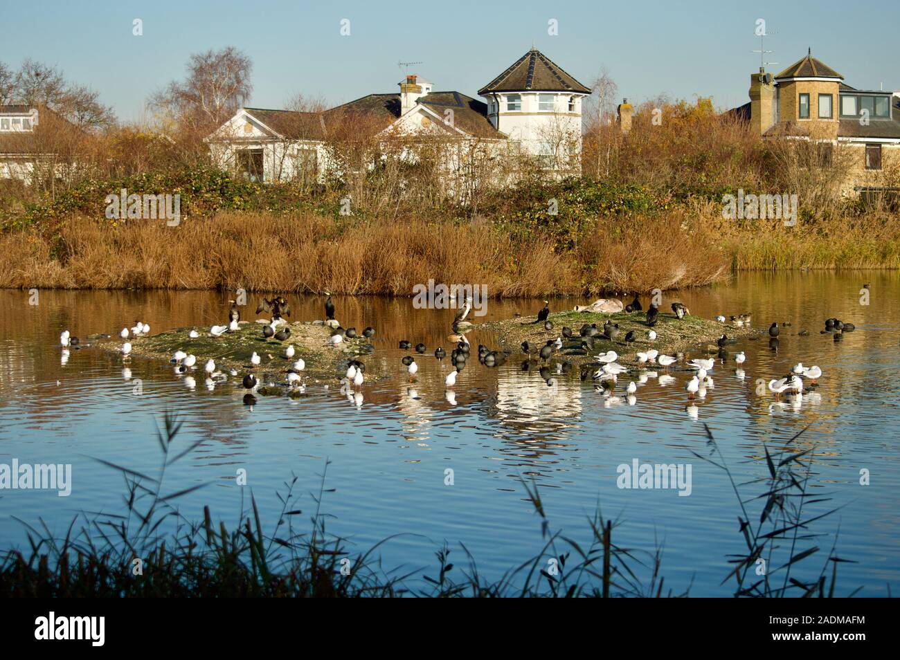 A flock of birds nesting on islands at London Wetland Centre in London ...