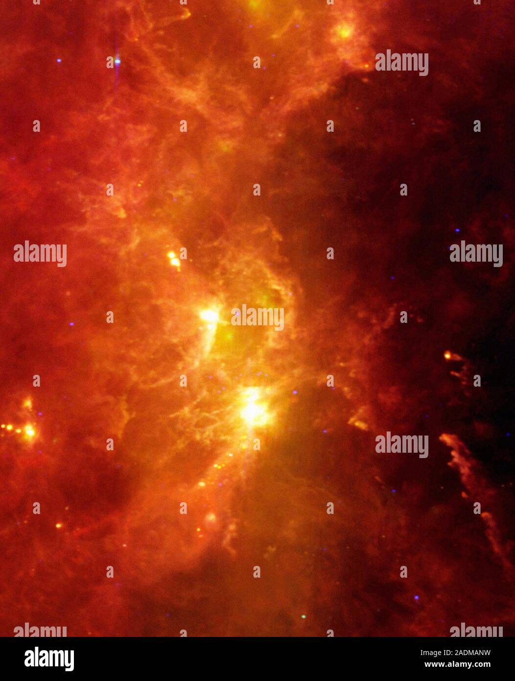Orion nebula, infrared IRAS image. The Orion nebula (M42 and M43) is ...
