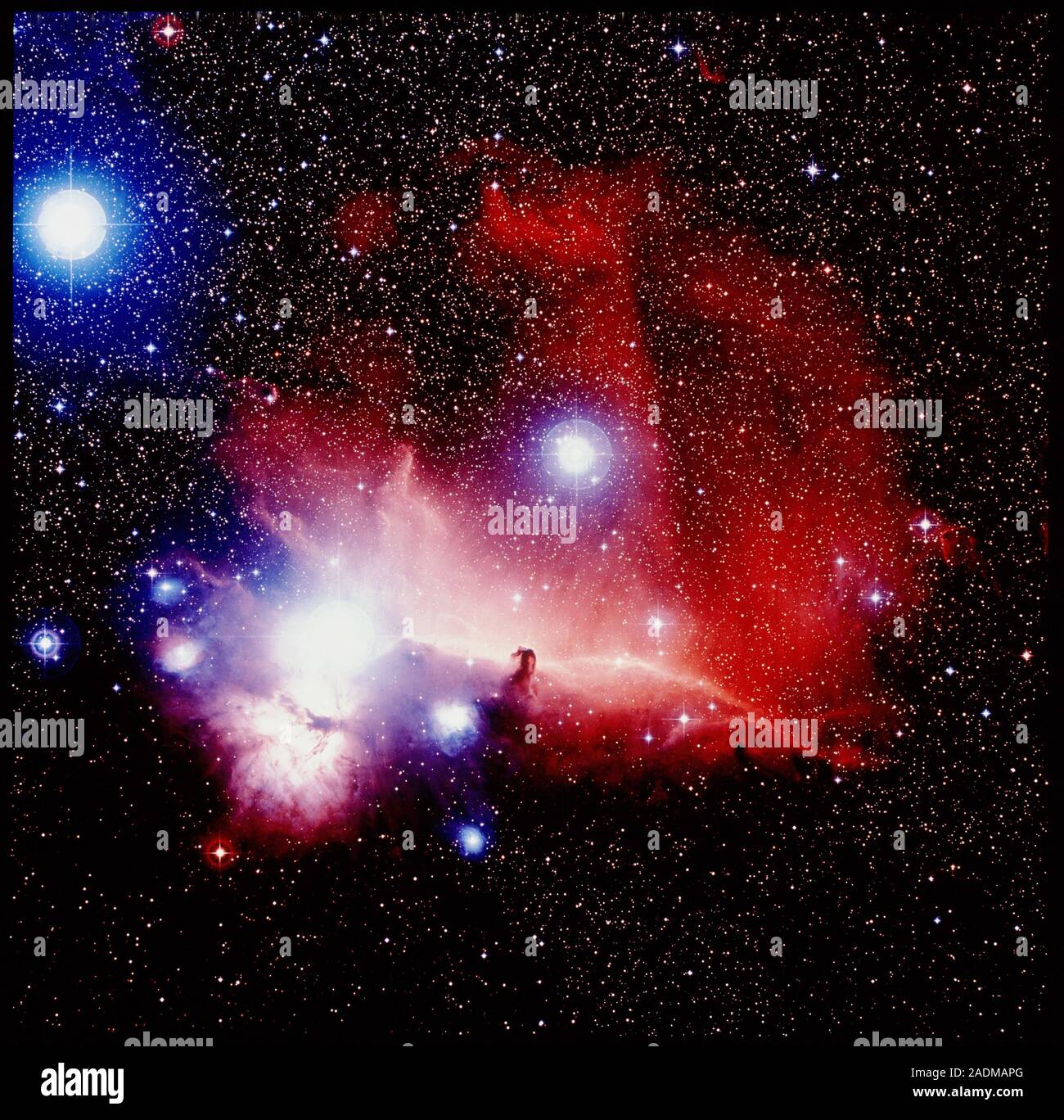 Horsehead nebula. True-colour optical image of the Horsehead nebula in ...