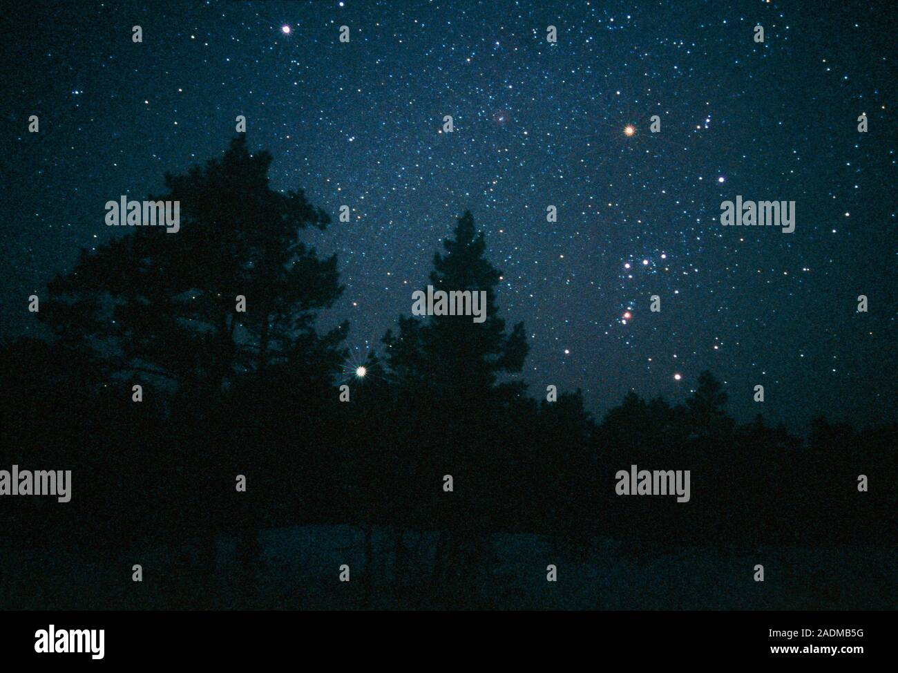 Starfield. View of a starfield over silhouetted trees. The ...