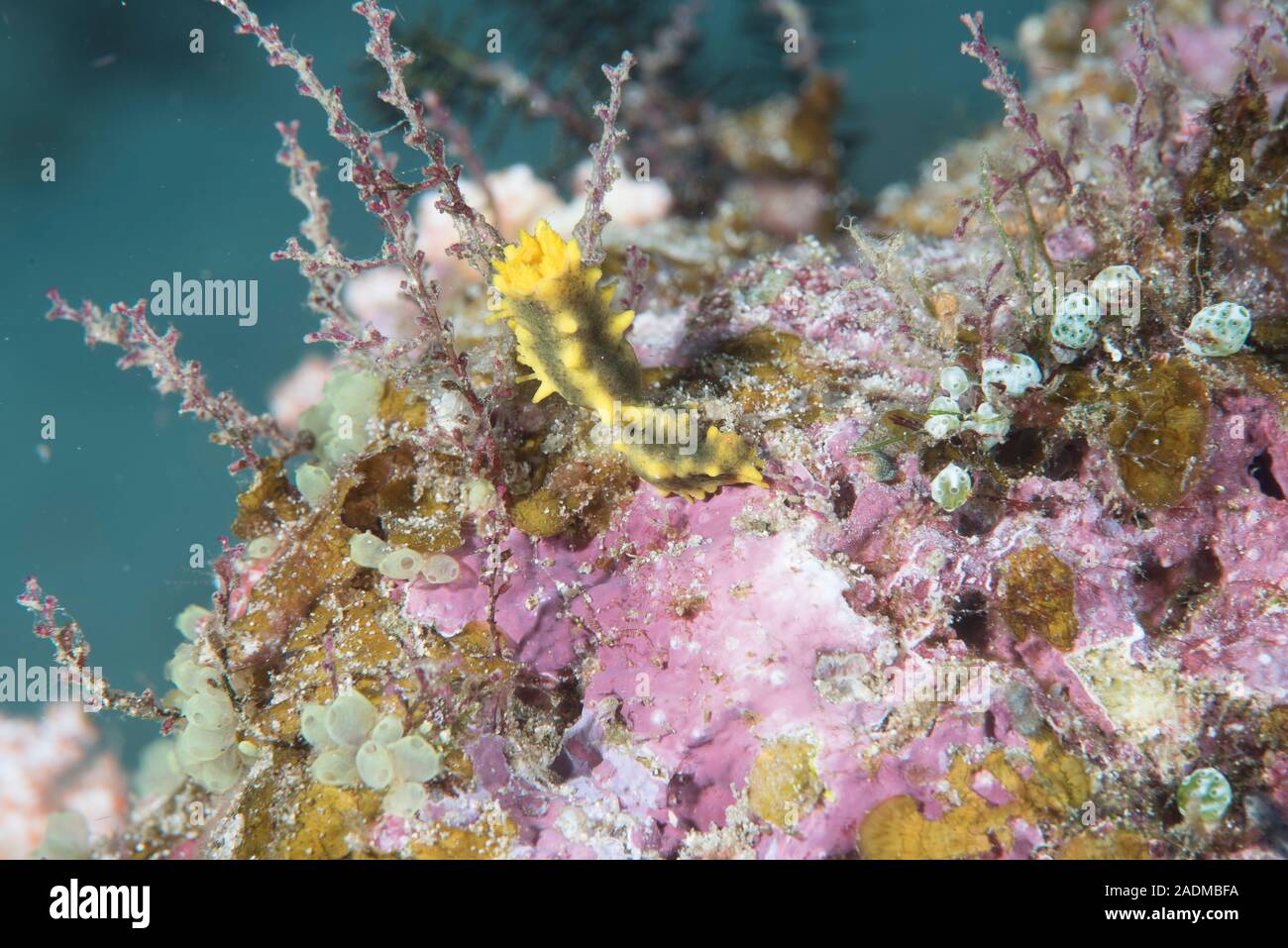 Underwater Marine Life Photography, Sea Creatures Stock Photo - Alamy