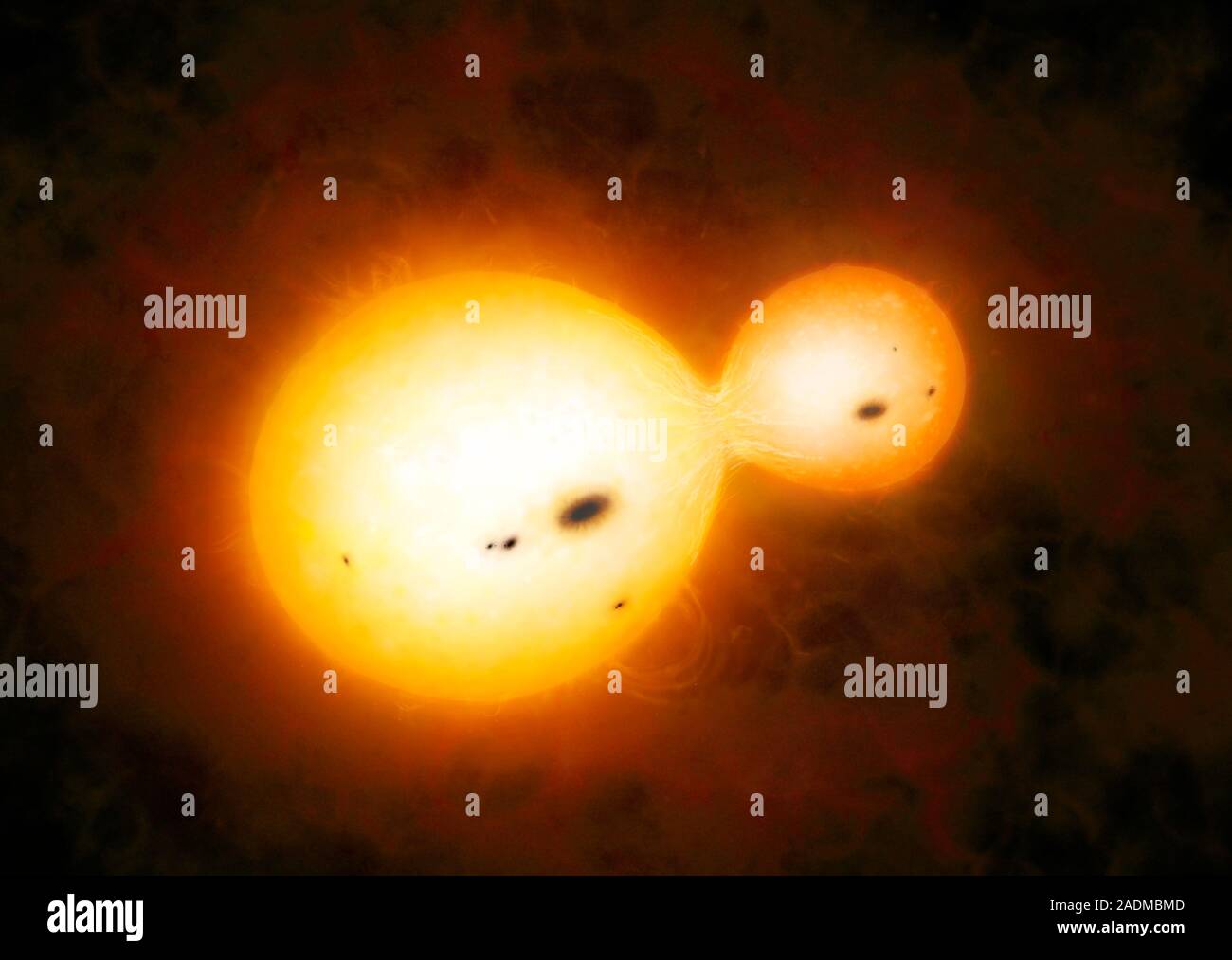 Contact binary star. Image 1 of 2. Computer artwork of the contact ...