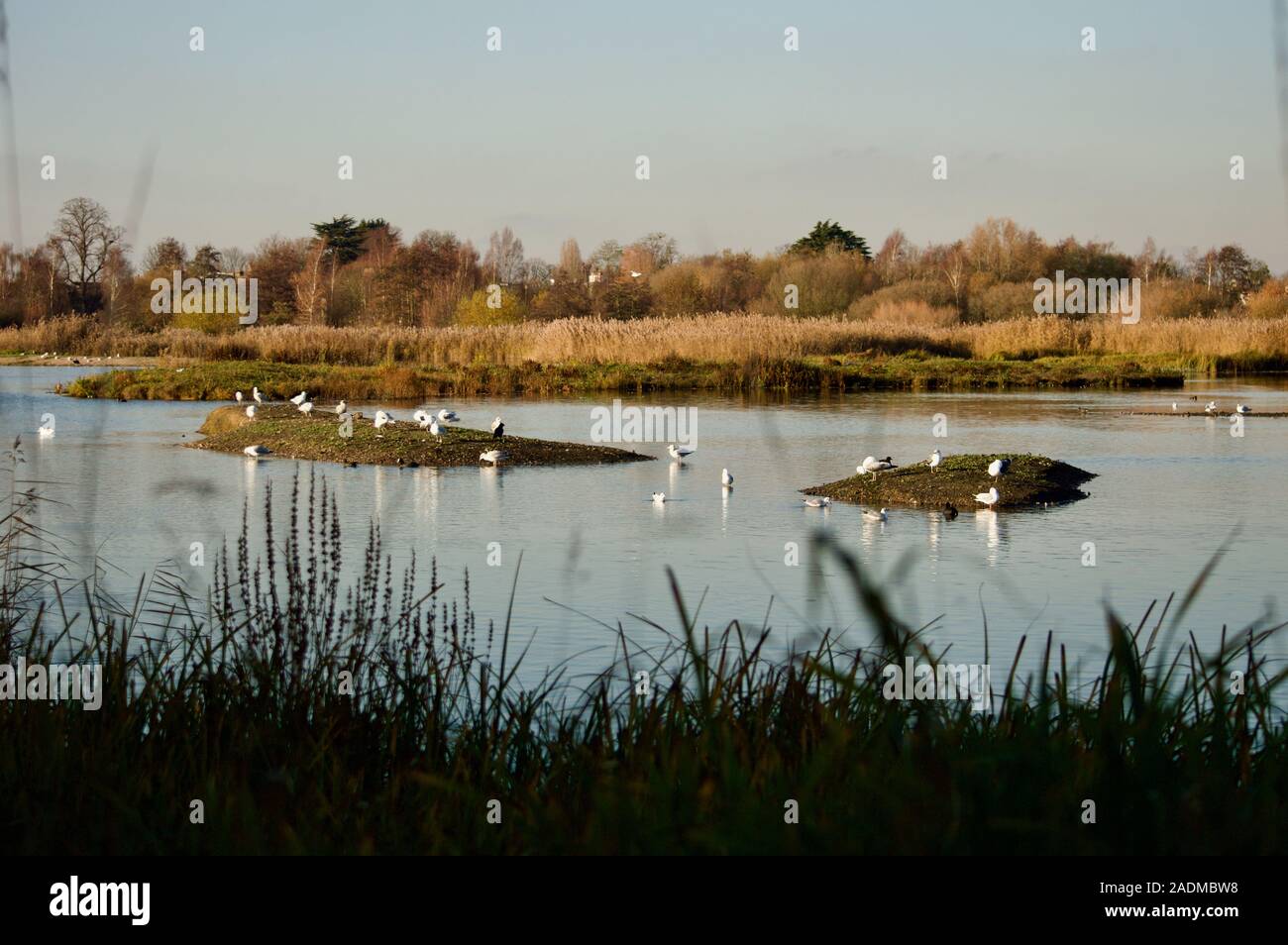 Nesting island hi-res stock photography and images - Alamy