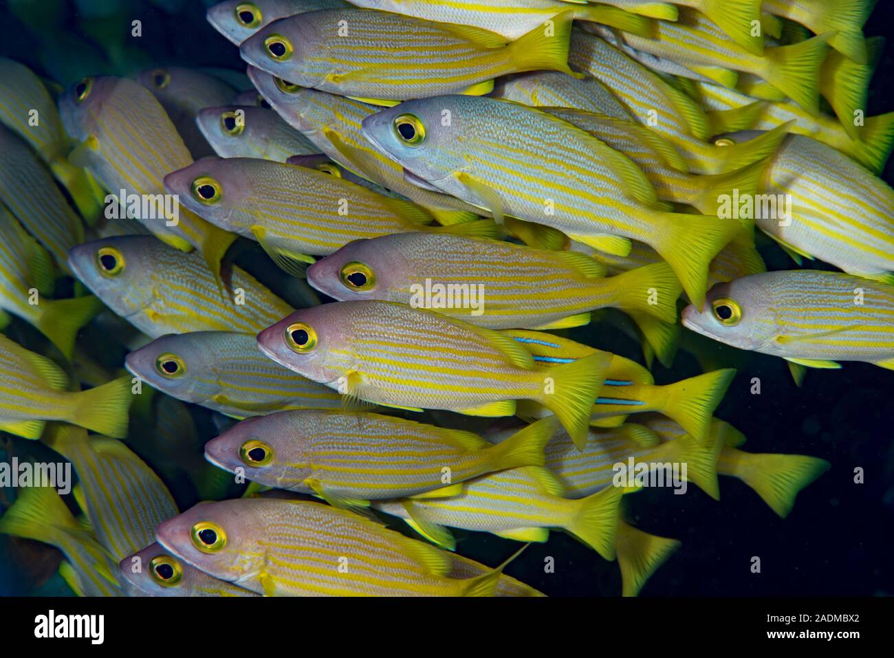 Underwater Marine Life Photography, Sea Creatures Stock Photo - Alamy