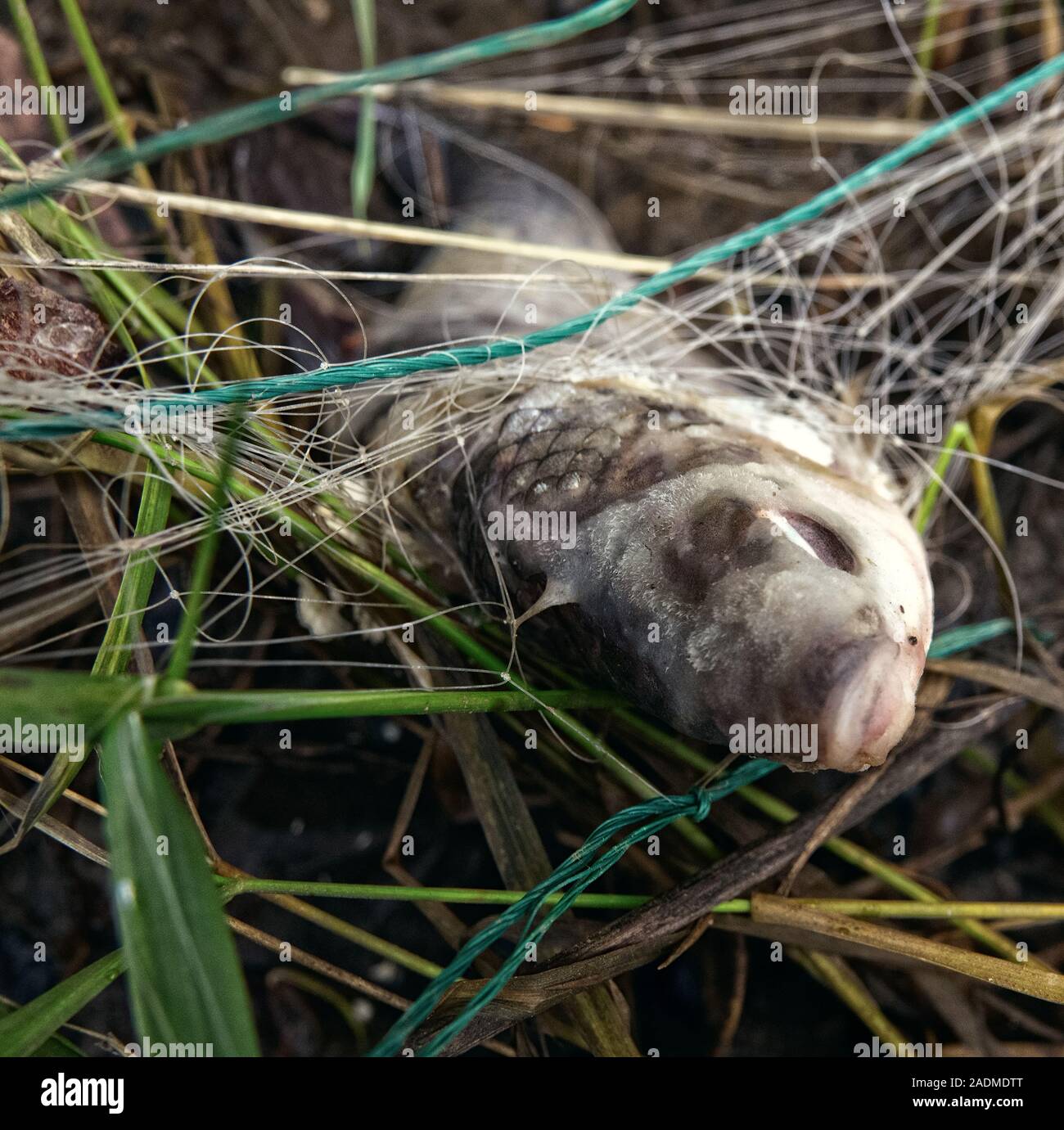 Dead fish after lake hi-res stock photography and images - Alamy