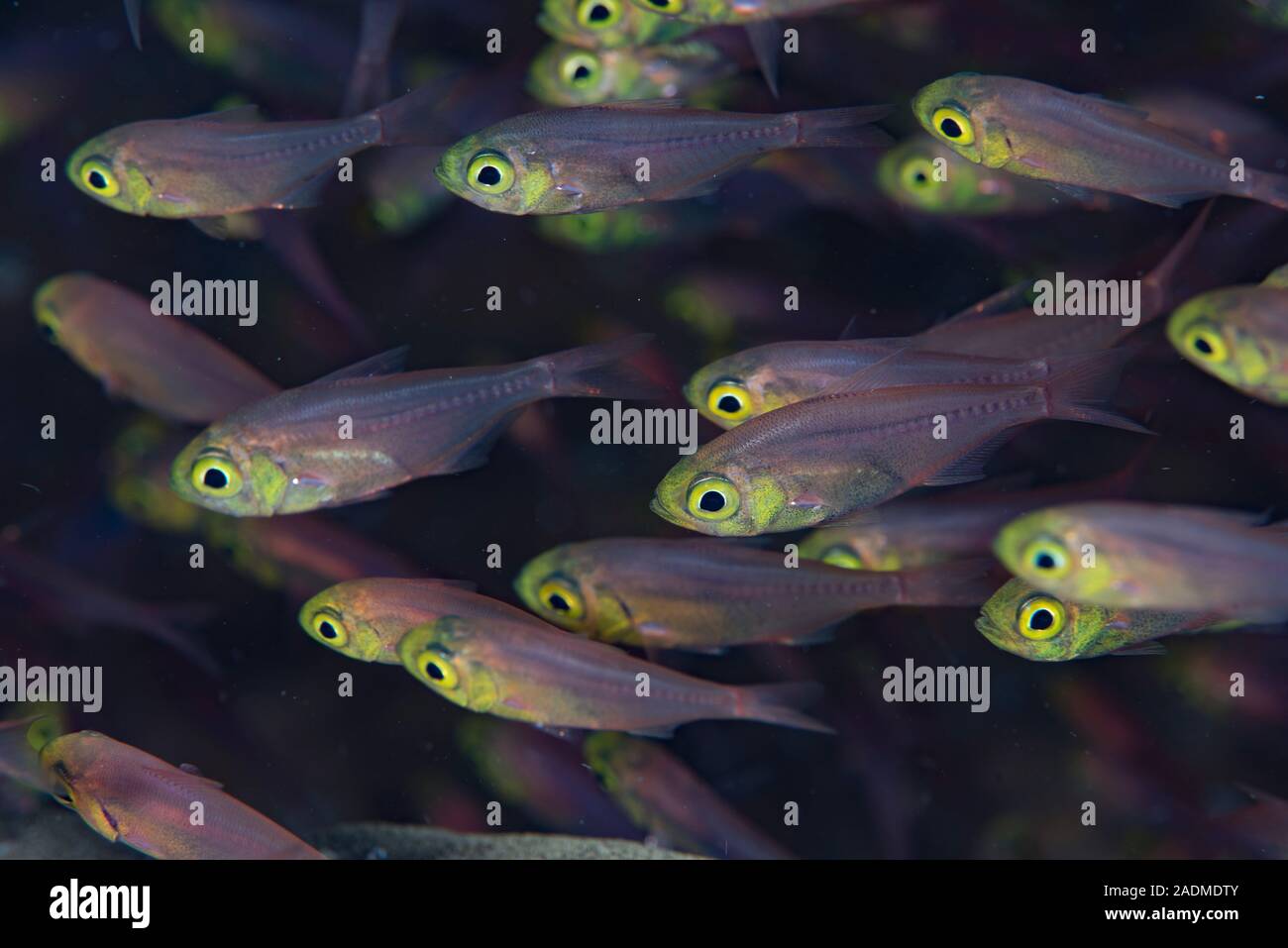 Underwater Marine Life Photography, Sea Creatures Stock Photo - Alamy