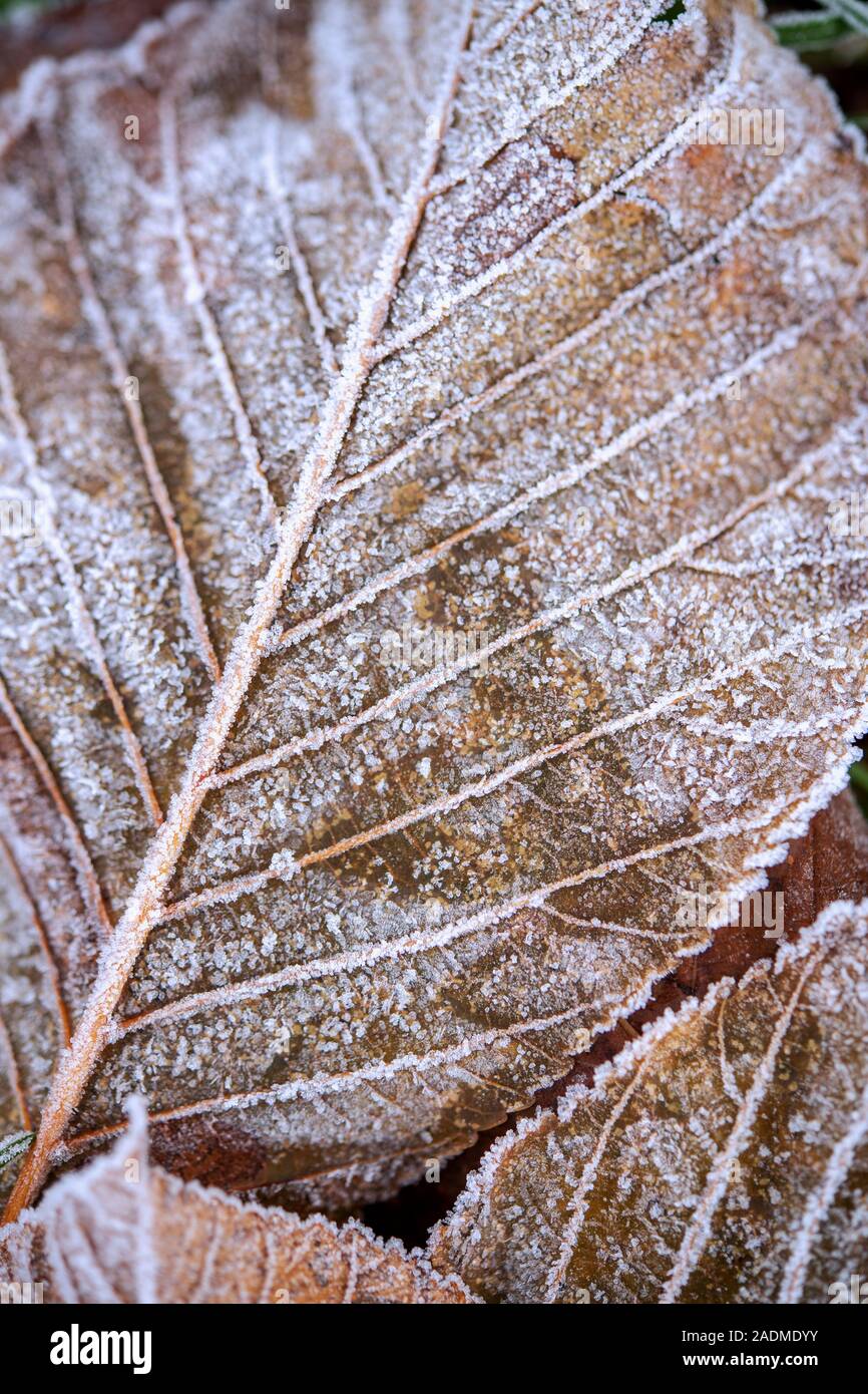 Frosty fall colors hi-res stock photography and images - Alamy