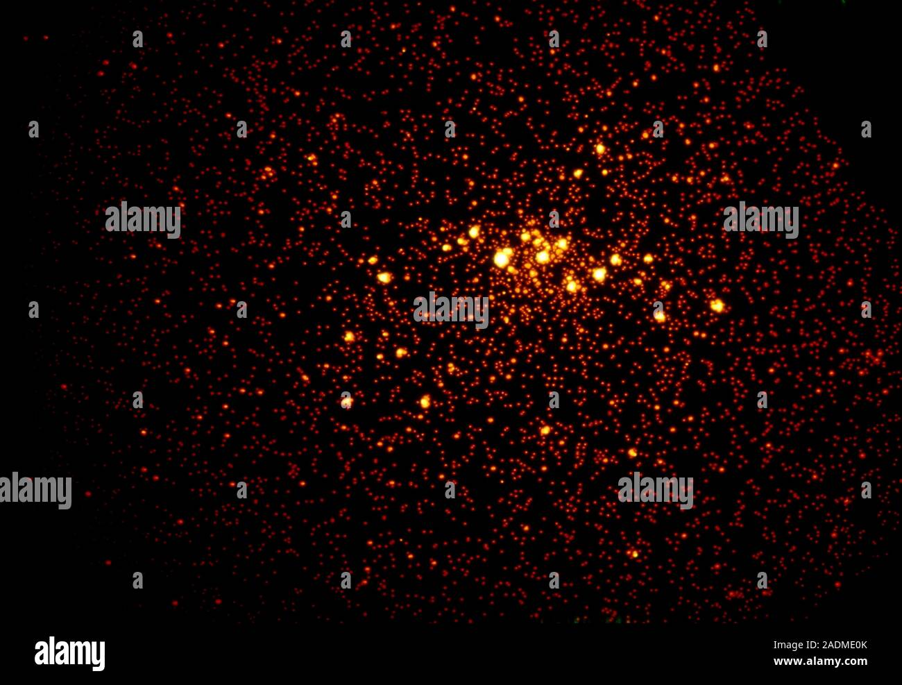 X-ray image showing sources of x-ray emission in the central region of ...
